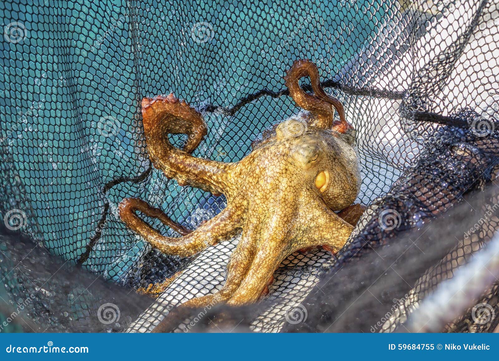 Octopus in net stock image. Image of color, homemade - 59684755