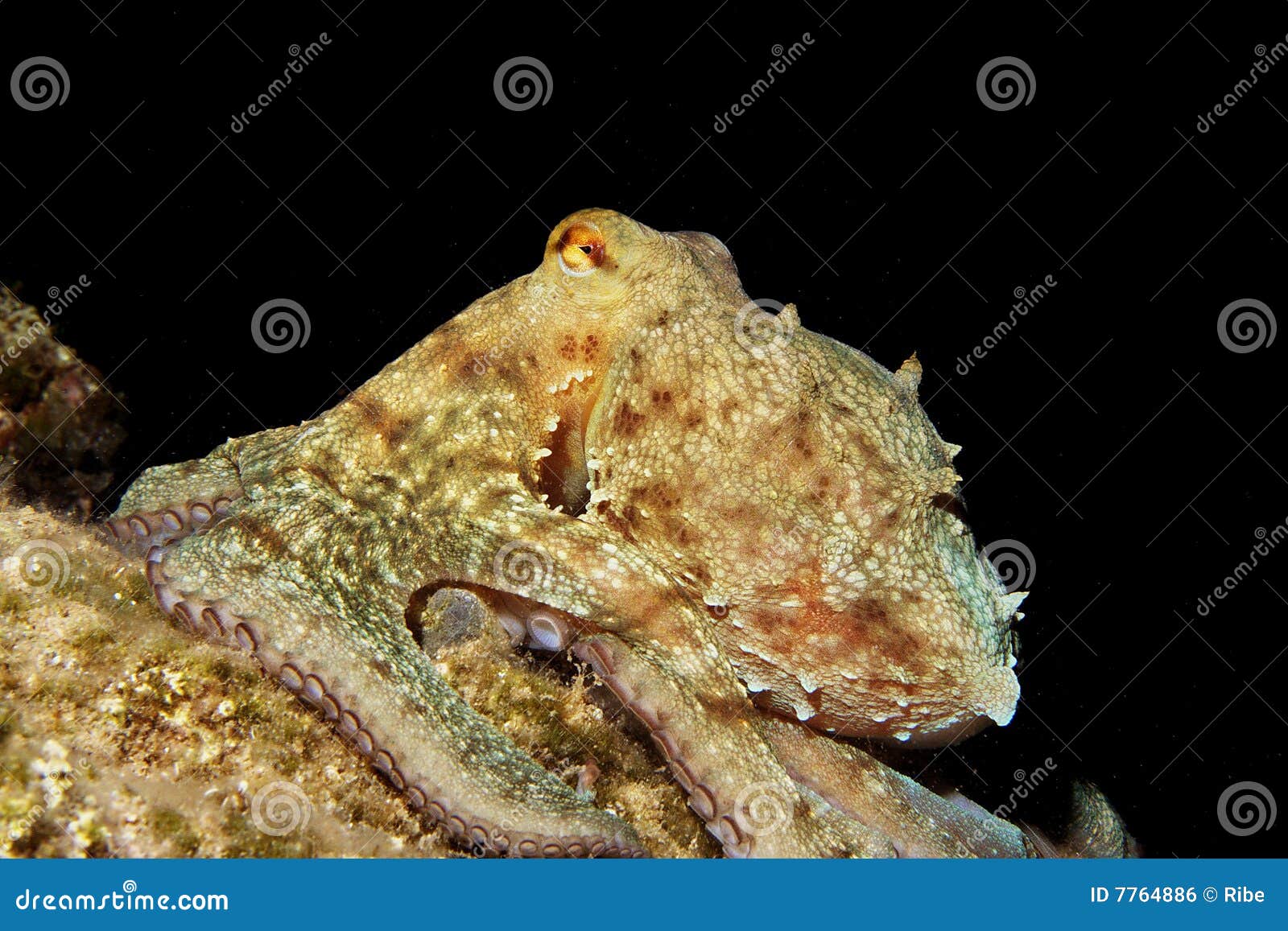 Octopus at night stock photo. Image of scuba, underwater - 7764886