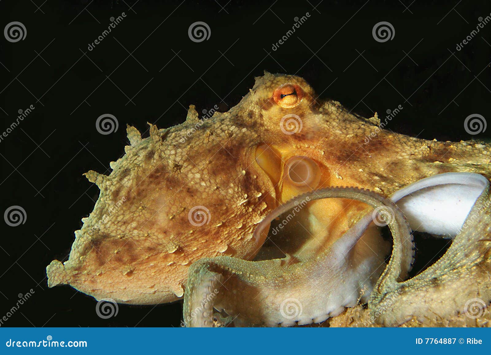 Octopus at night stock image. Image of wildlife, stone - 7764887