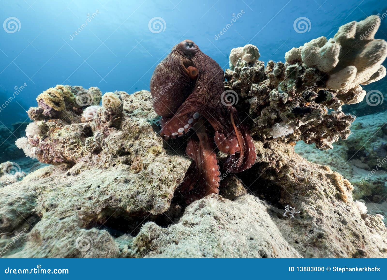 Octopus and ocean stock photo. Image of tropical, octopus - 13883000