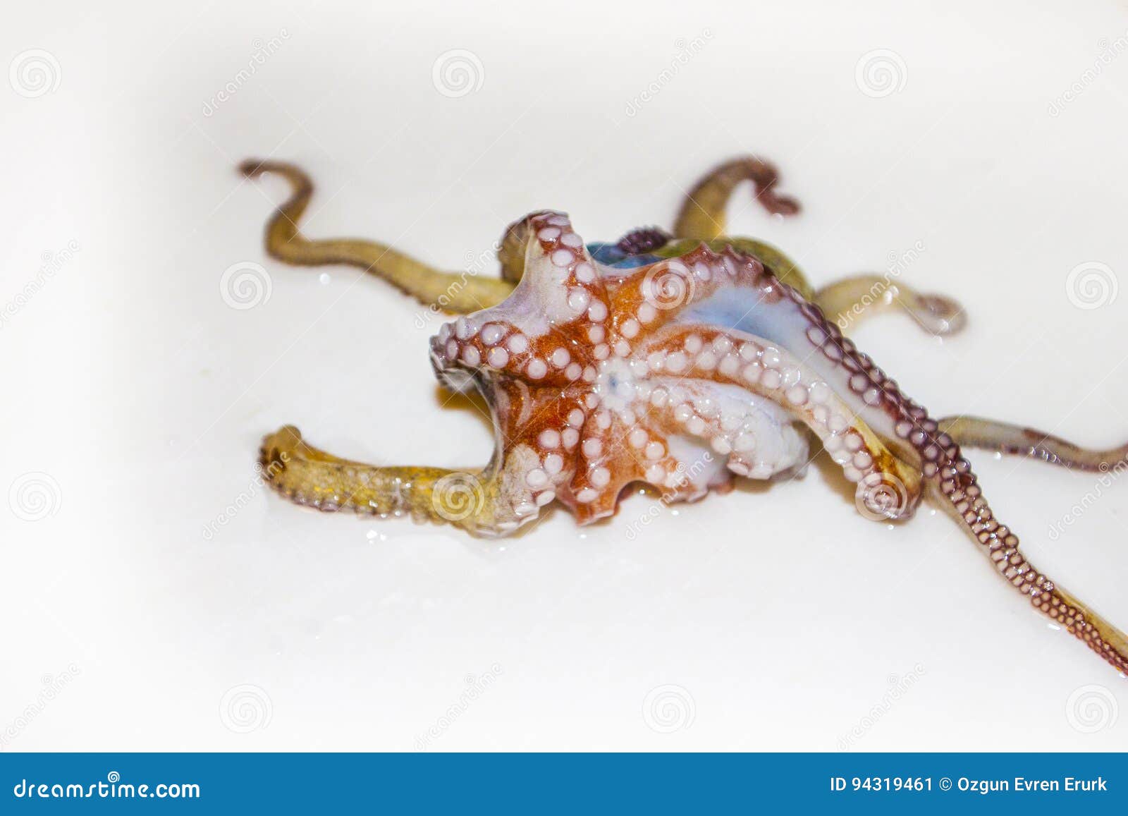 Octopus, octopod, polyp stock image. Image of octopod - 94319461