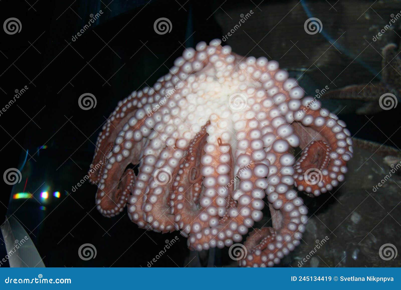 Toronto Octopus Aquarium stock image. Image of dolphin - 245134419