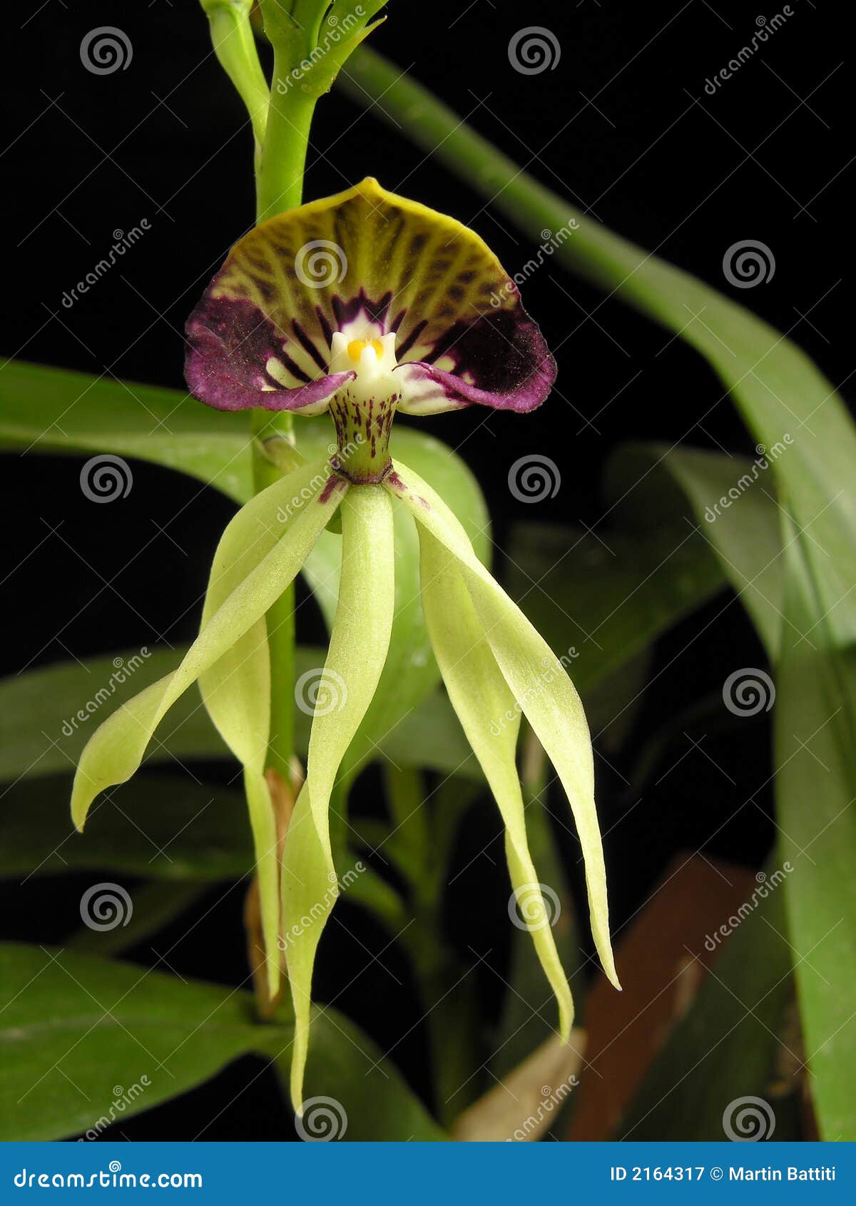 Octopus Orchid stock image. Image of extraordinary, backyard - 2164317