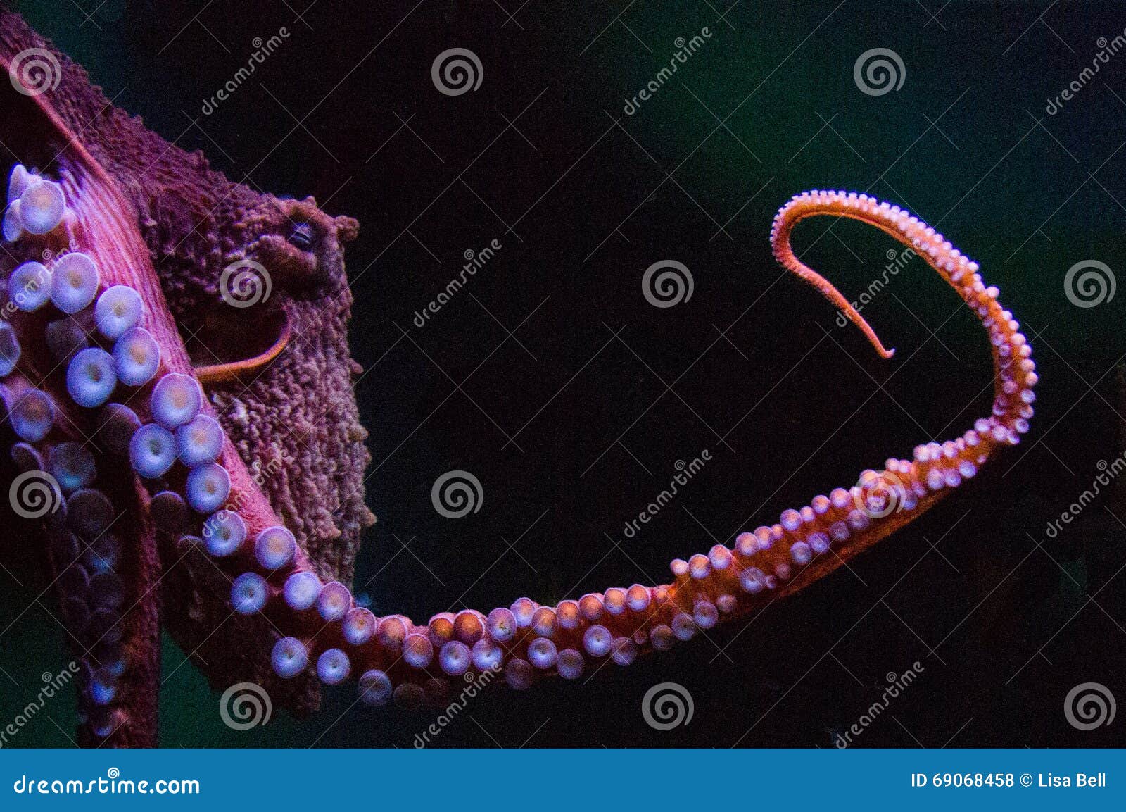 Reaching Out stock photo. Image of marine, octopus, tentacle - 69068458