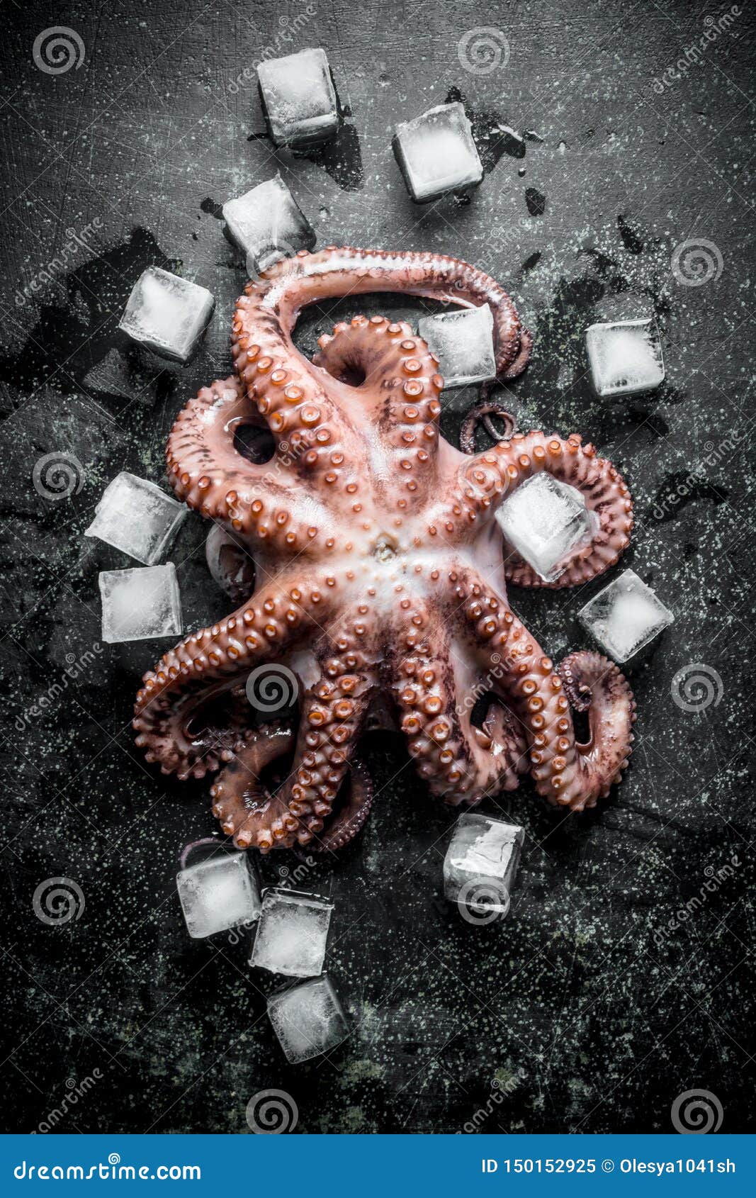 Octopus with pieces of ice stock image. Image of appetizer - 150152925