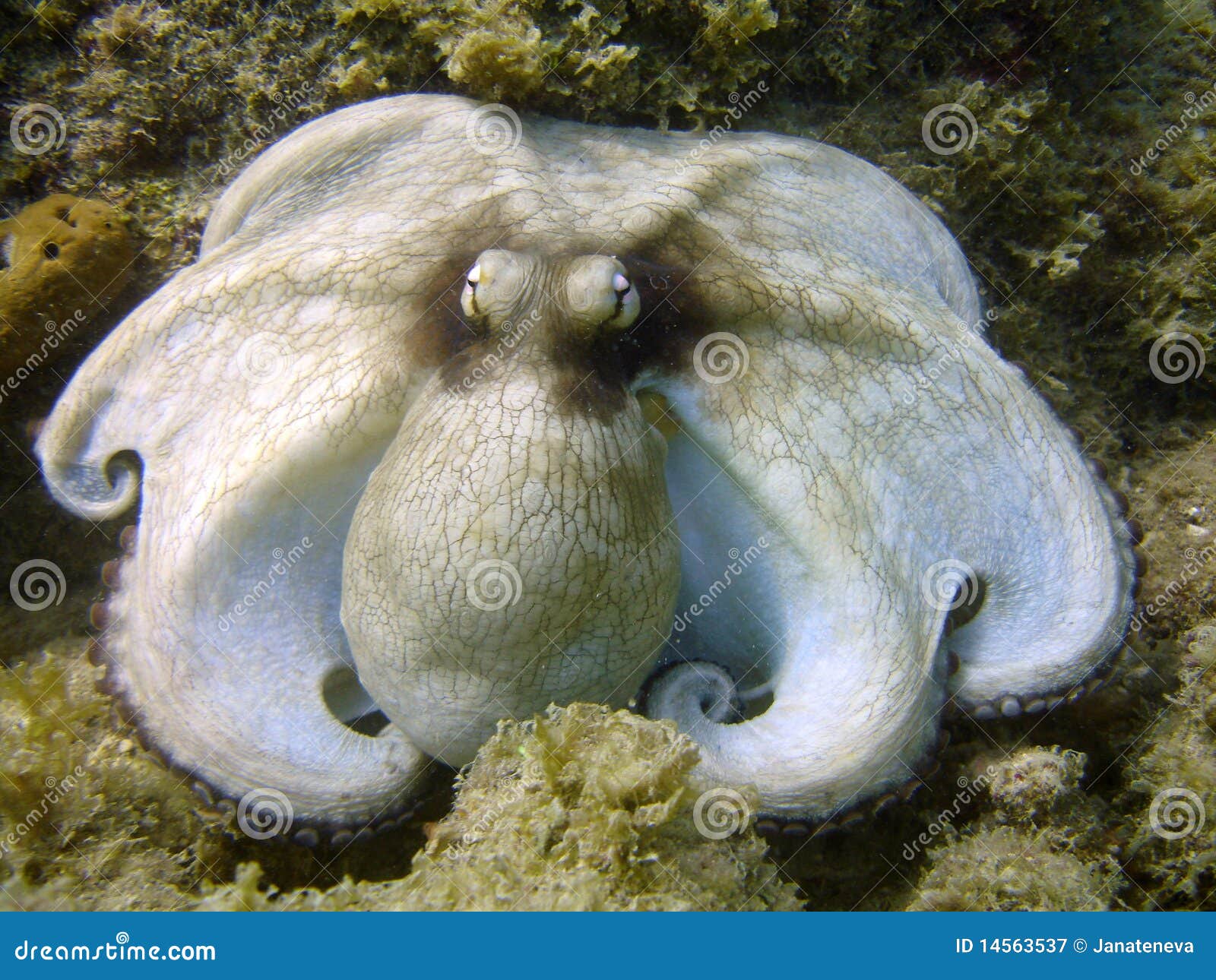 Octopus portrait stock image. Image of reserve, snorkelling - 14563537