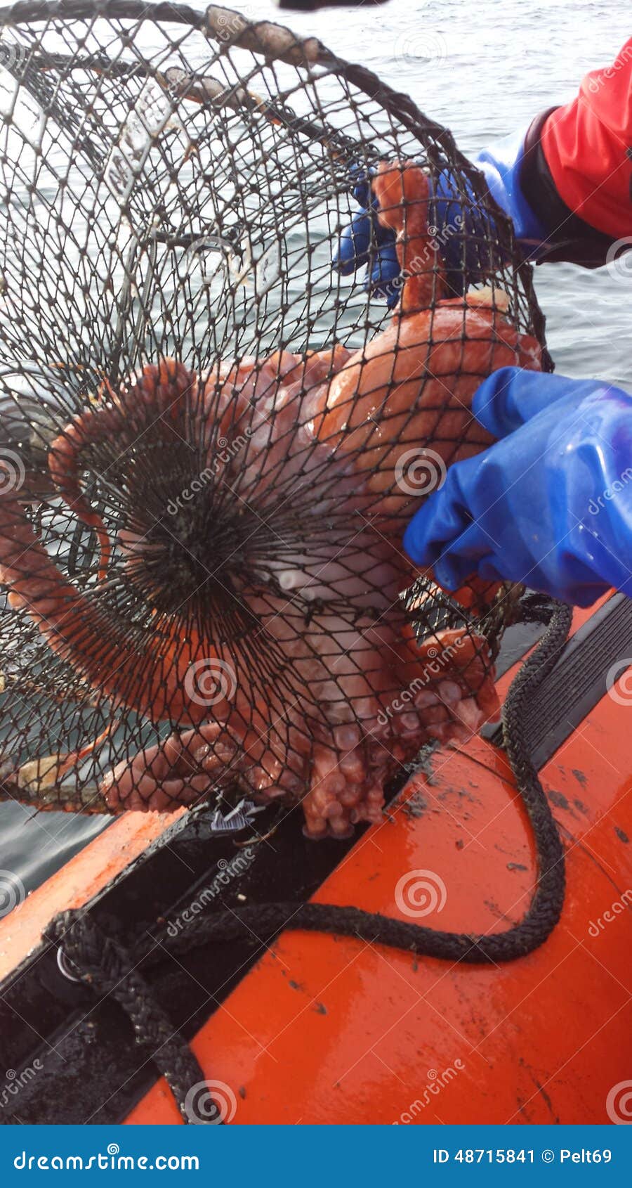 Octopus in prawn net stock image. Image of travel, holiday - 48715841