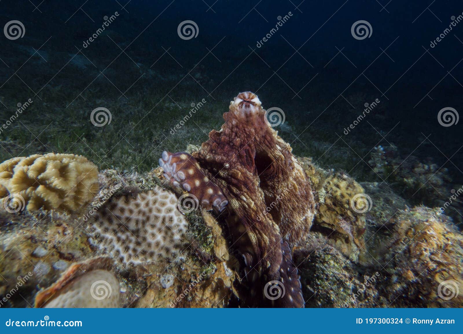 Octopus in the Red Sea Reef Stock Photo - Image of nature, sealife ...