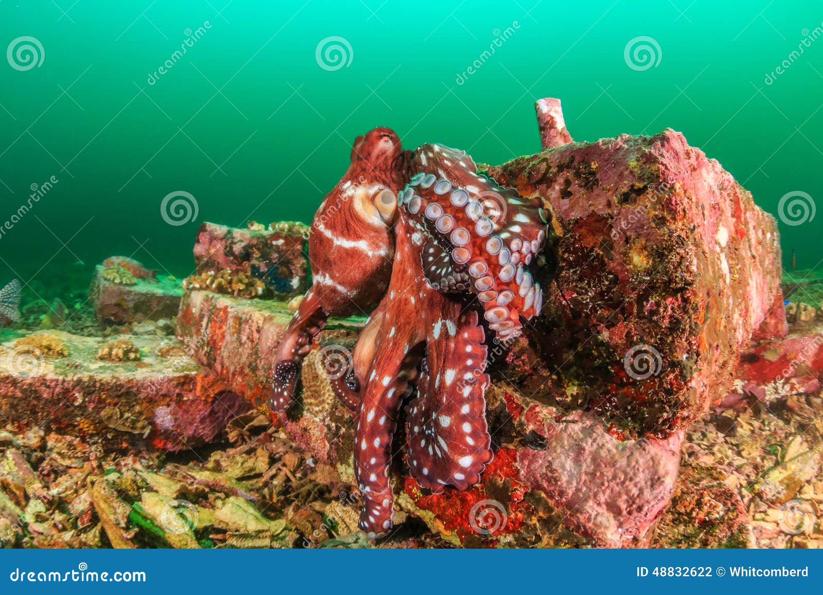 Octopus on a Reef during an Algae Bloom Stock Photo - Image of color ...
