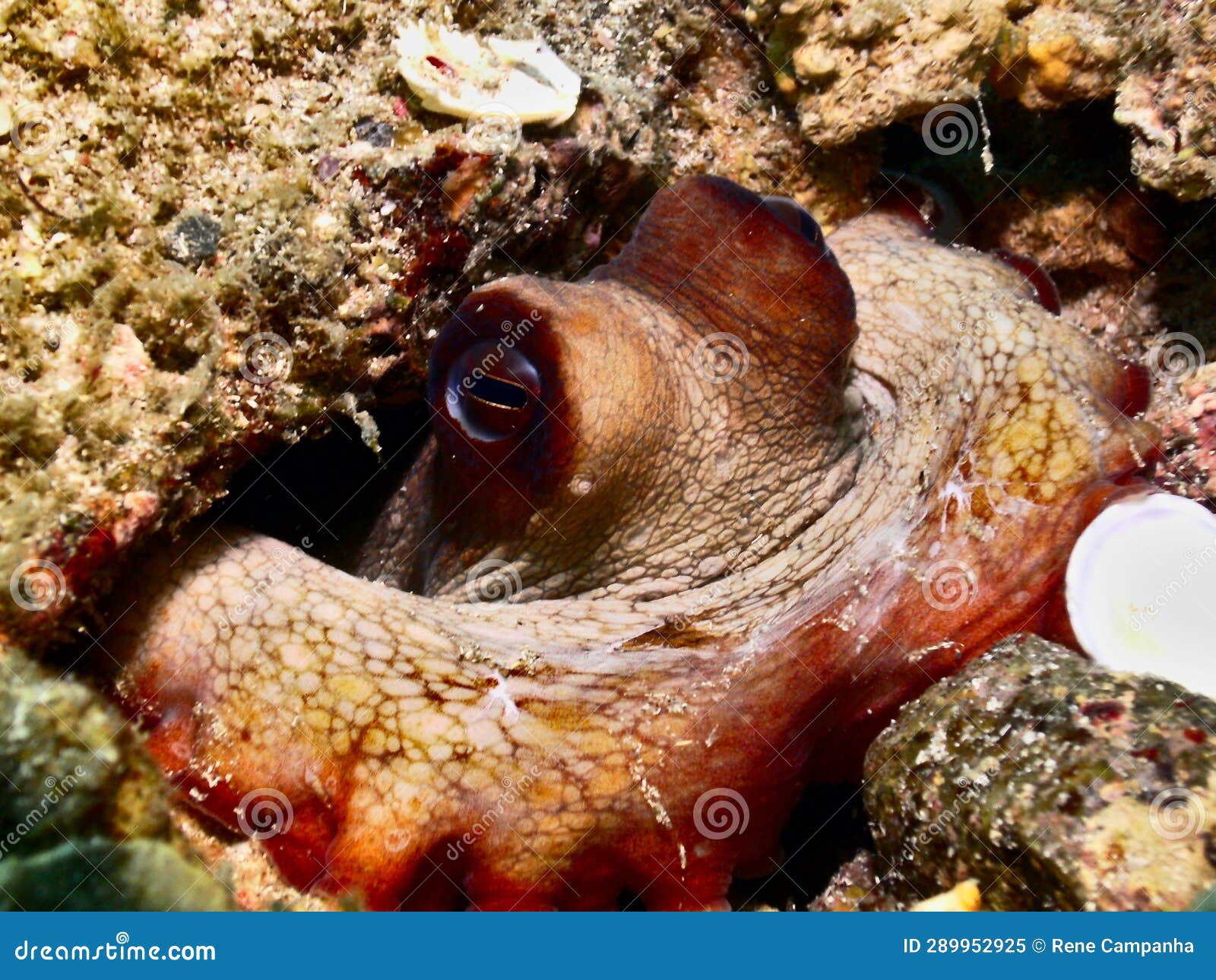 Octopus Resting Calmly in Its Burrow Stock Image - Image of ...