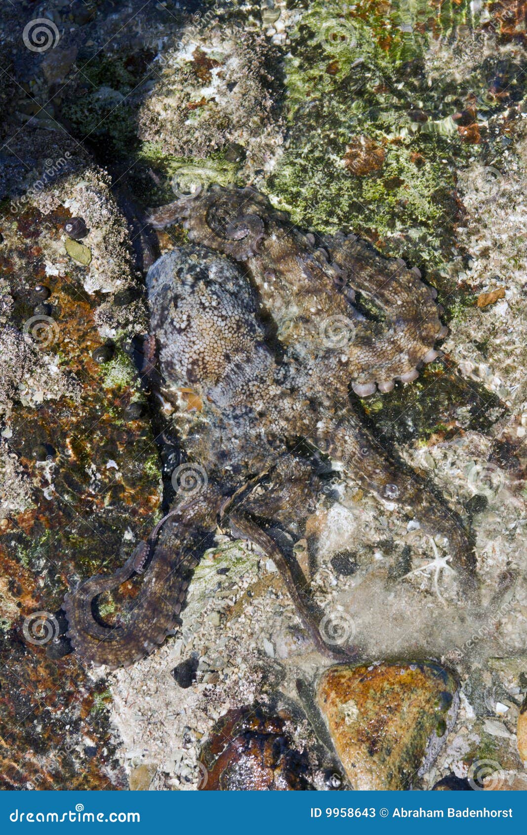 An octopus in a rock pool stock image. Image of chromatophore - 9958643