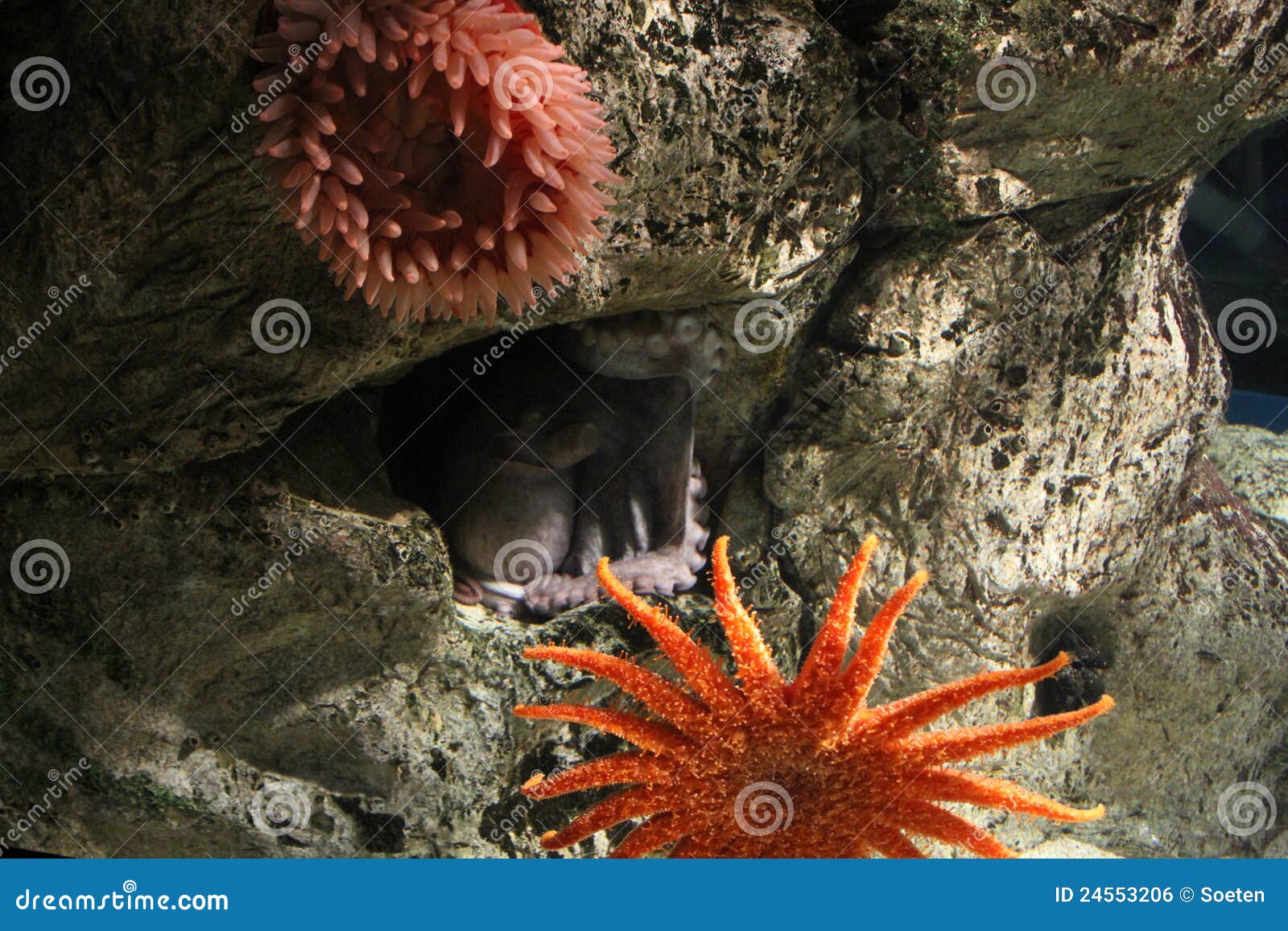 Octopus on the rocks stock photo. Image of water, reef - 24553206