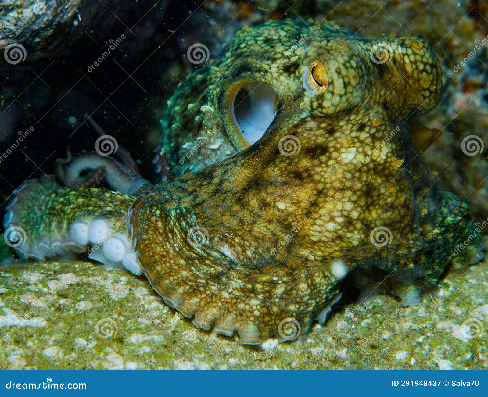The Octopus among the Rocks Stock Image - Image of underwater ...