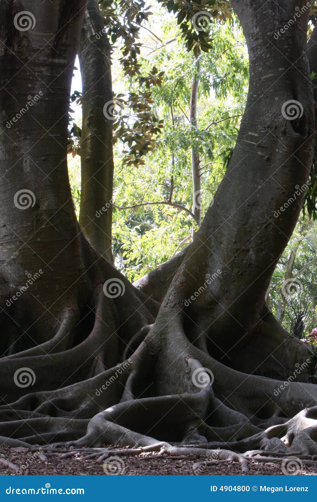 157 Octopus Trees Photos - Free & Royalty-Free Stock Photos from Dreamstime