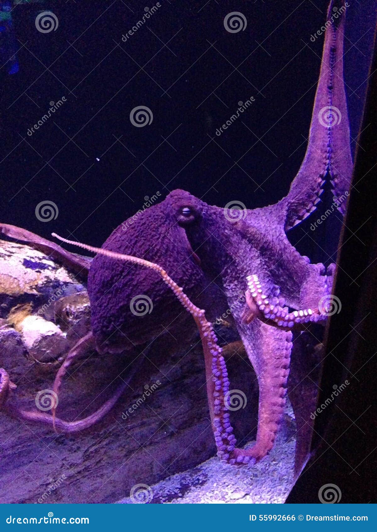 Octopus stock photo. Image of water, purple, salt, octopus - 55992666