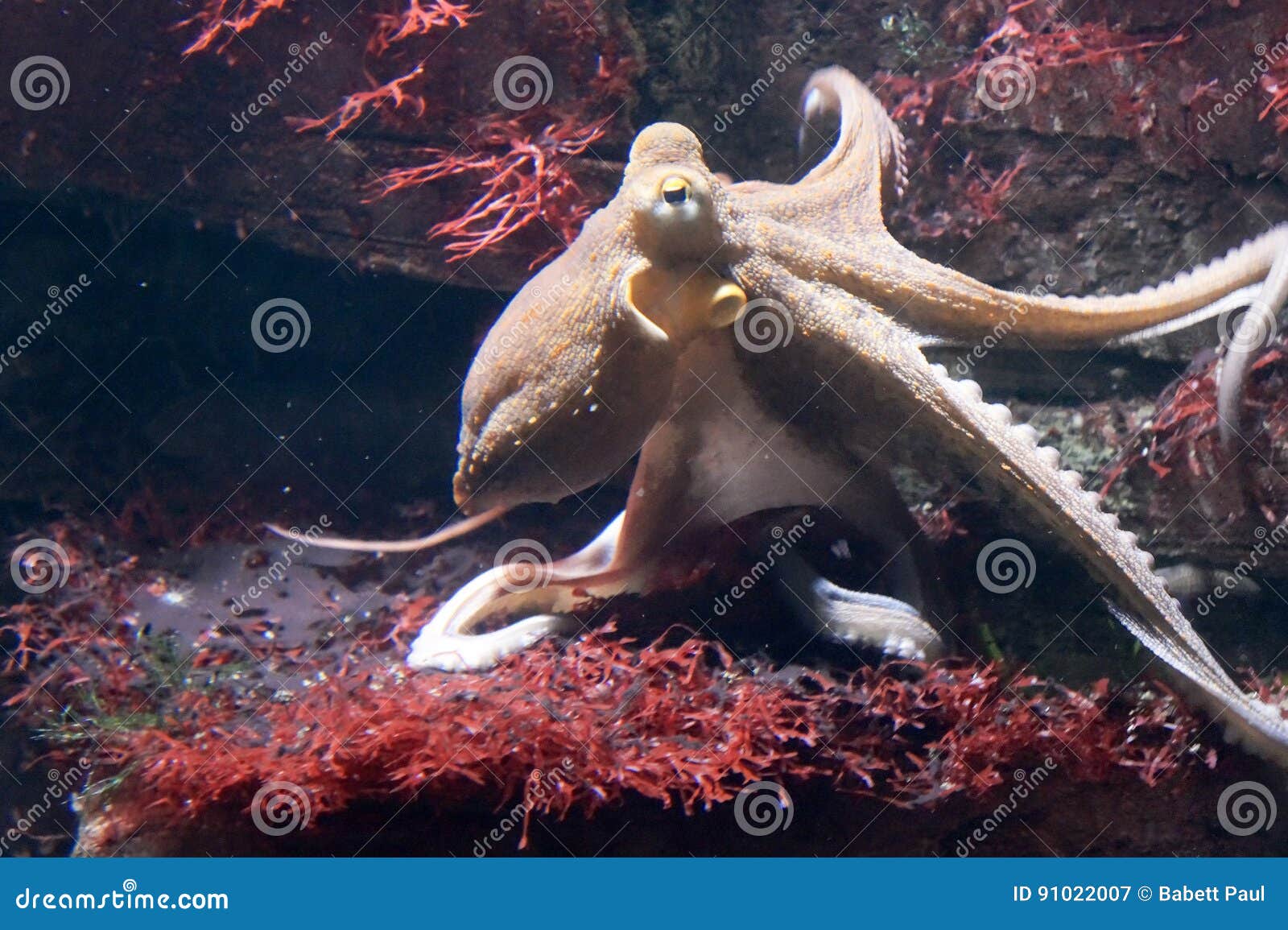 Octopus in the sea stock image. Image of coral, meer - 91022007