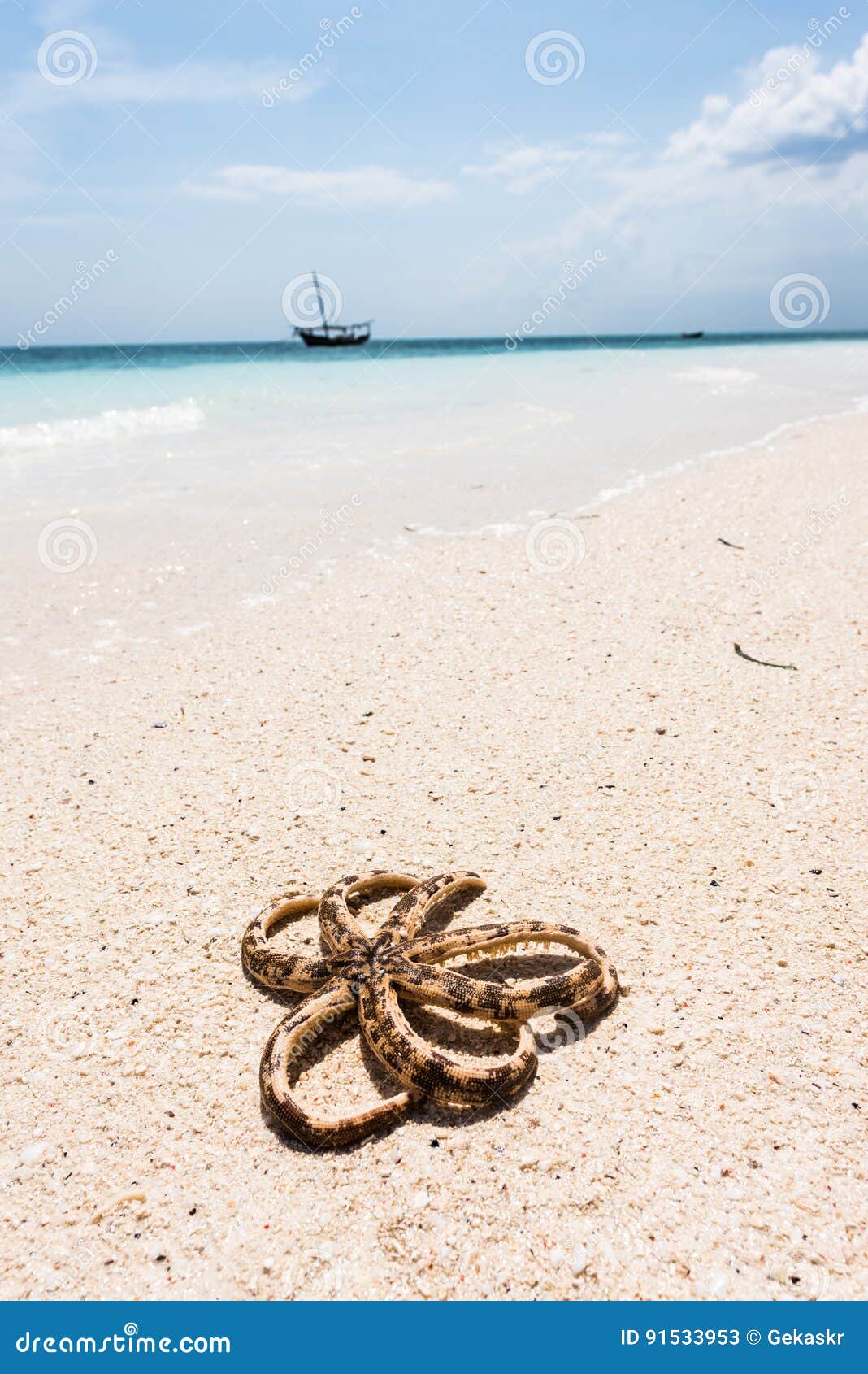 Octopus on Seashore with Ocean on the Background Stock Image - Image of ...