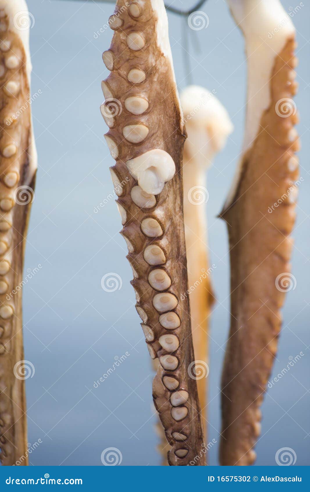 Octopus set to dry stock photo. Image of fish, creature - 16575302