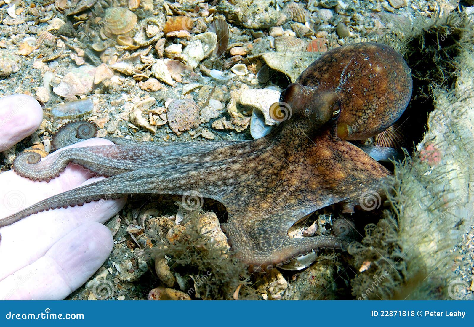 Octopus Shaking Hands stock photo. Image of ichthyology - 22871818