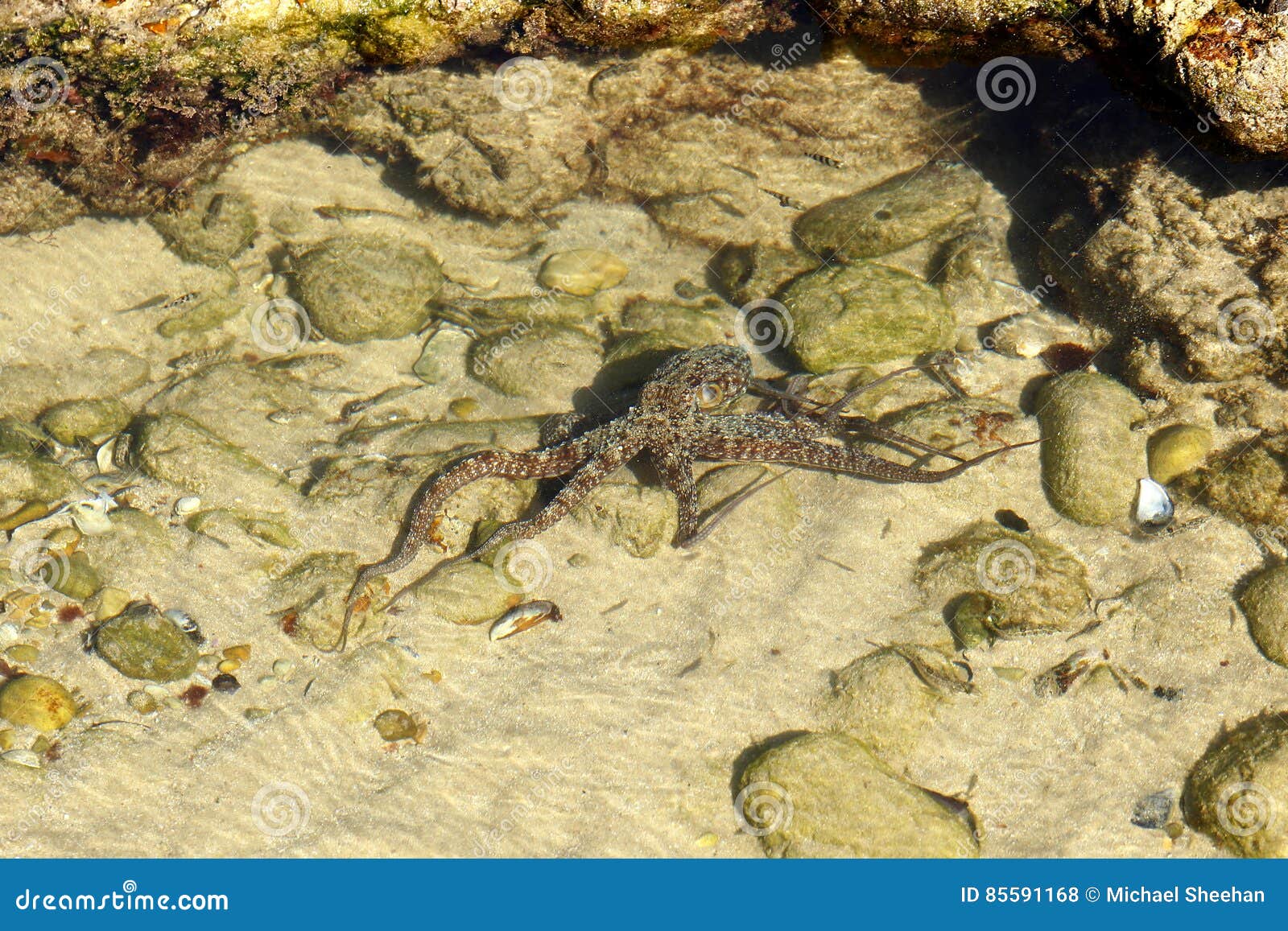 Octopus in a Shallow Rock Pool Pool Stock Photo - Image of ecology ...