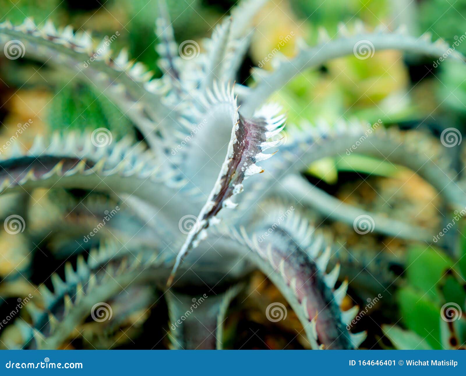 Octopus-shaped Succulent Plants Stock Image - Image of flower, green ...