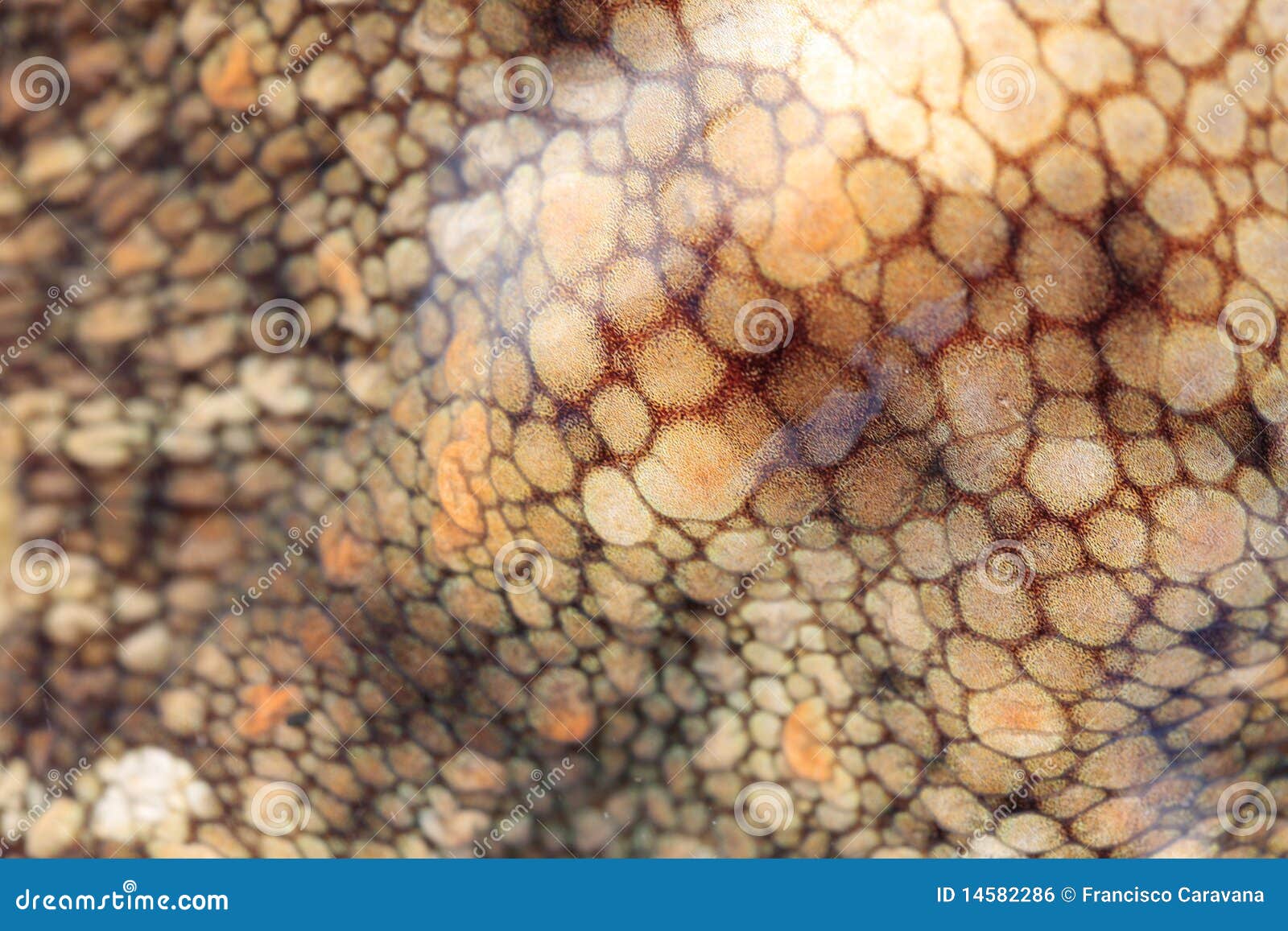 Octopus skin stock photo. Image of cephalopod, background - 14582286