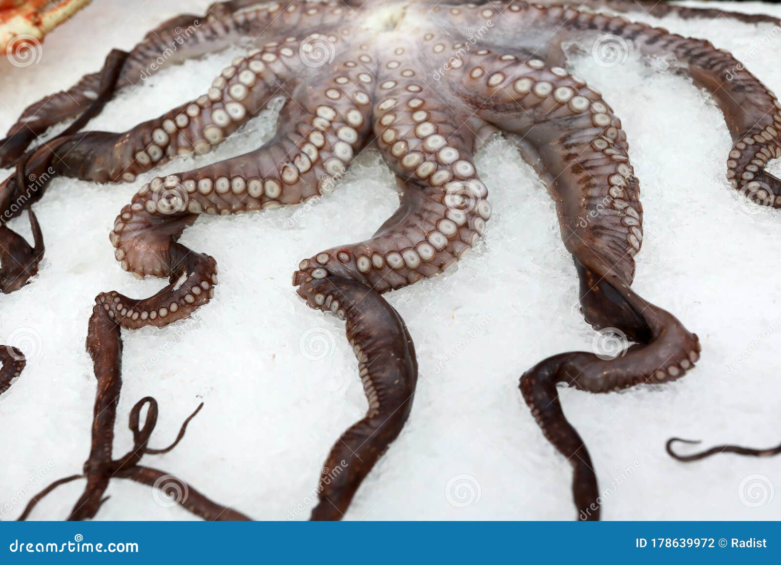 Octopus on snowy counter stock photo. Image of animal - 178639972