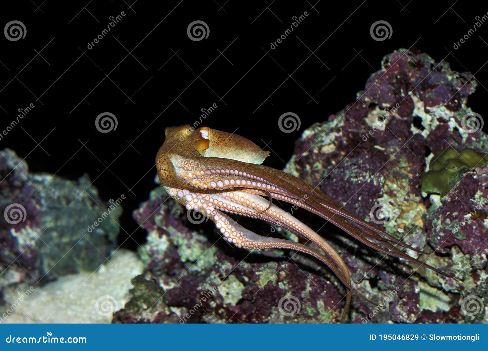 Octopus, Octopus Sp., Adult Swimming Stock Image - Image of octopuses ...