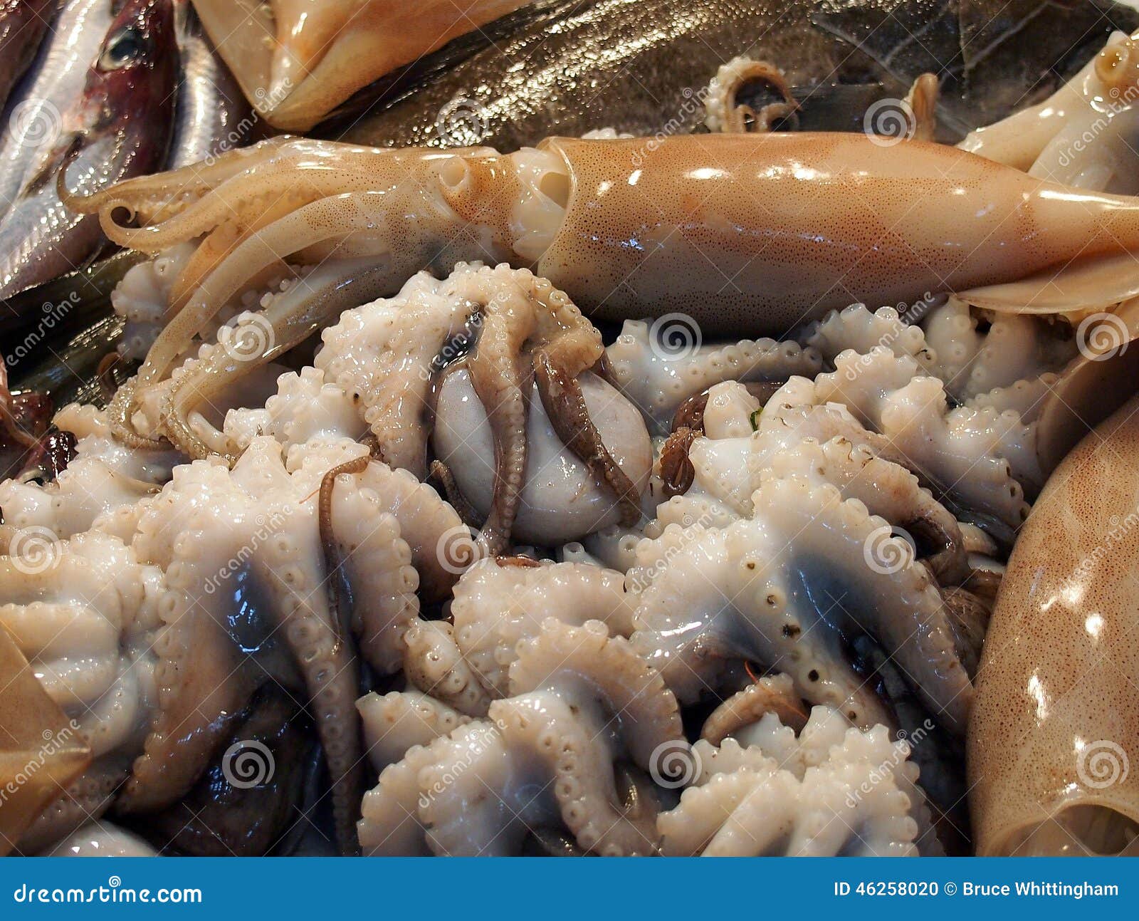 Octopus and Squid, Athens Fish Markets Stock Photo - Image of octopus ...