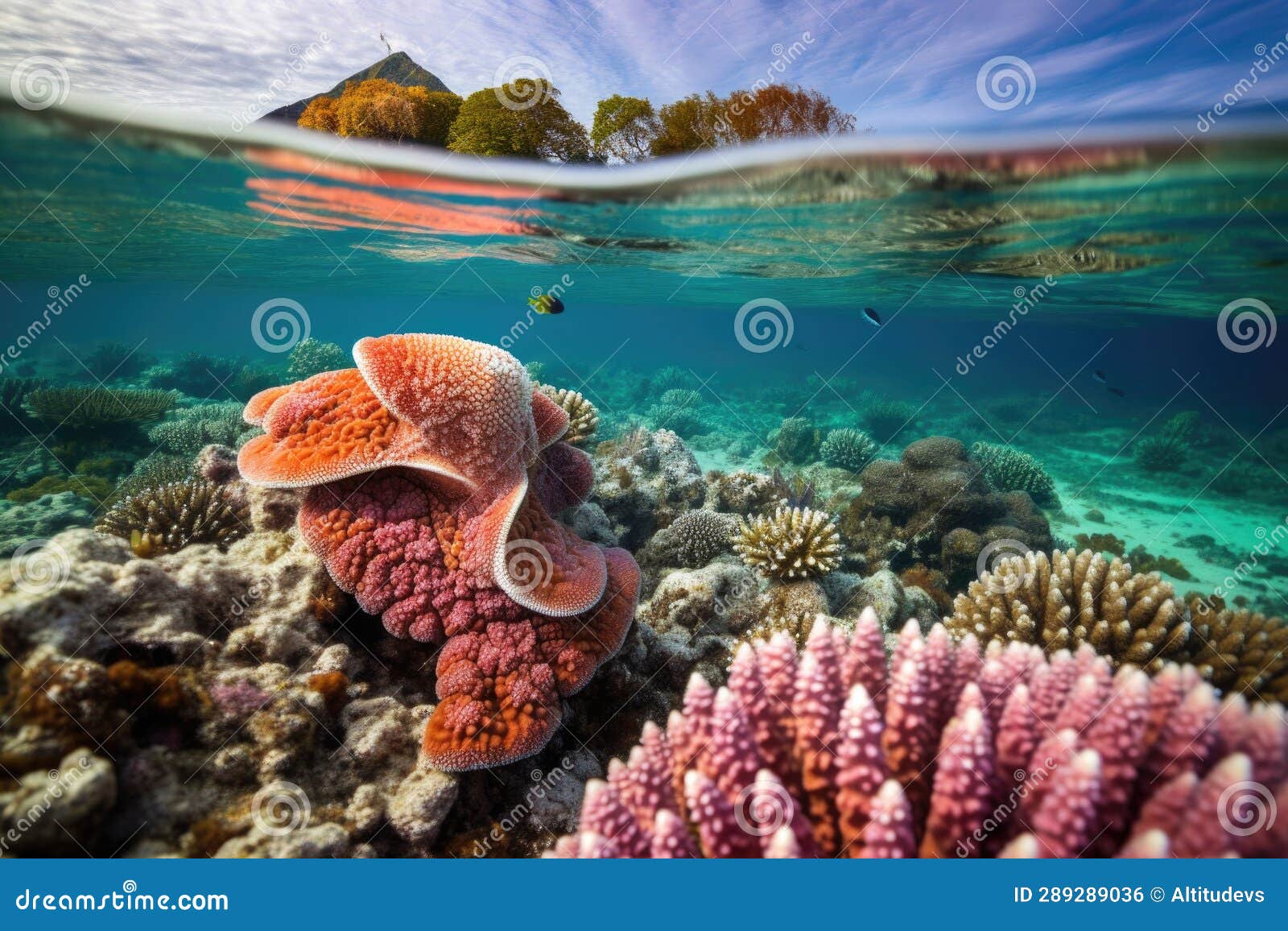 Octopus Stalking Prey in Vibrant Coral Reef Stock Photo - Image of prey ...