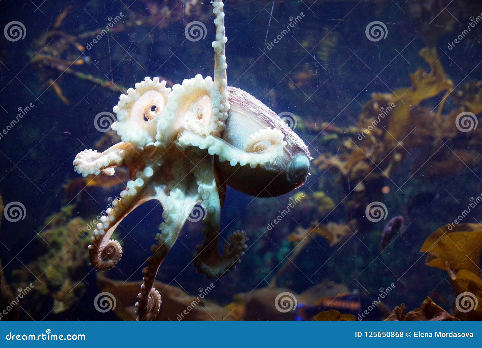 The Octopus Sticks with Tentacles To the Glass in the Aquarium Stock ...