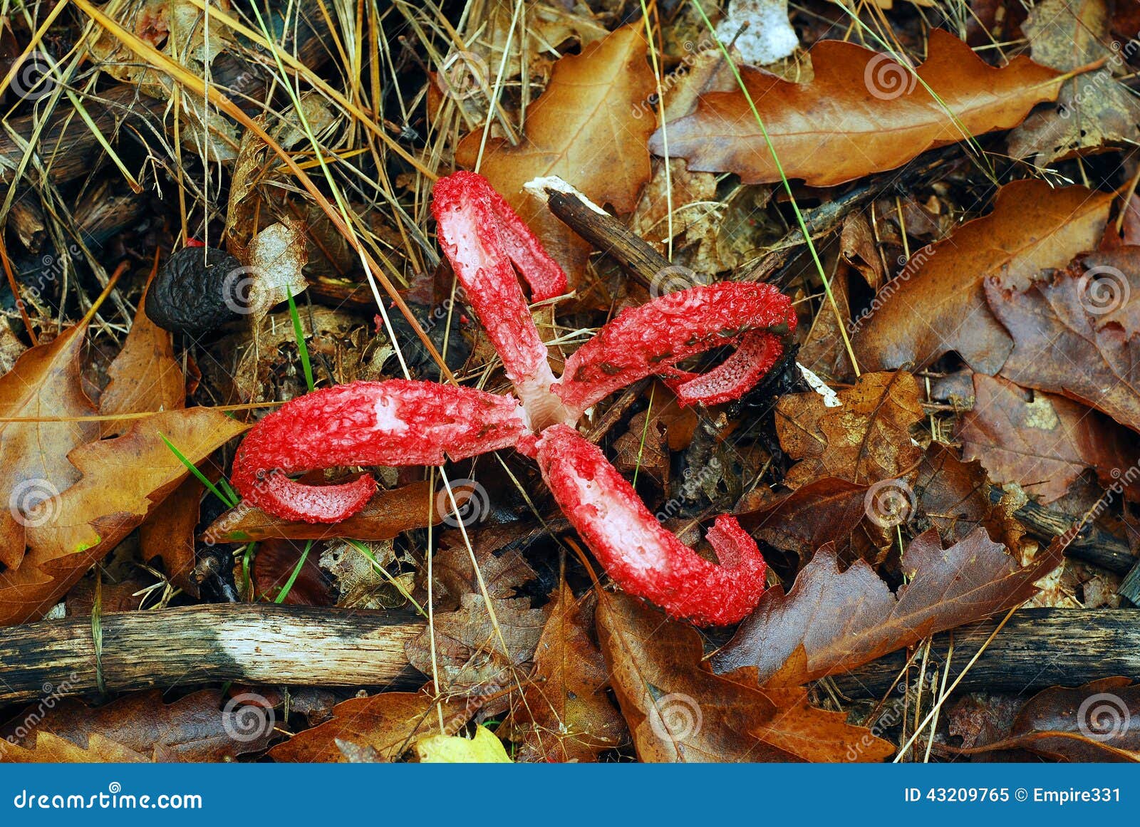 Octopus stinkhorn mushroom stock image. Image of clathrus - 43209765