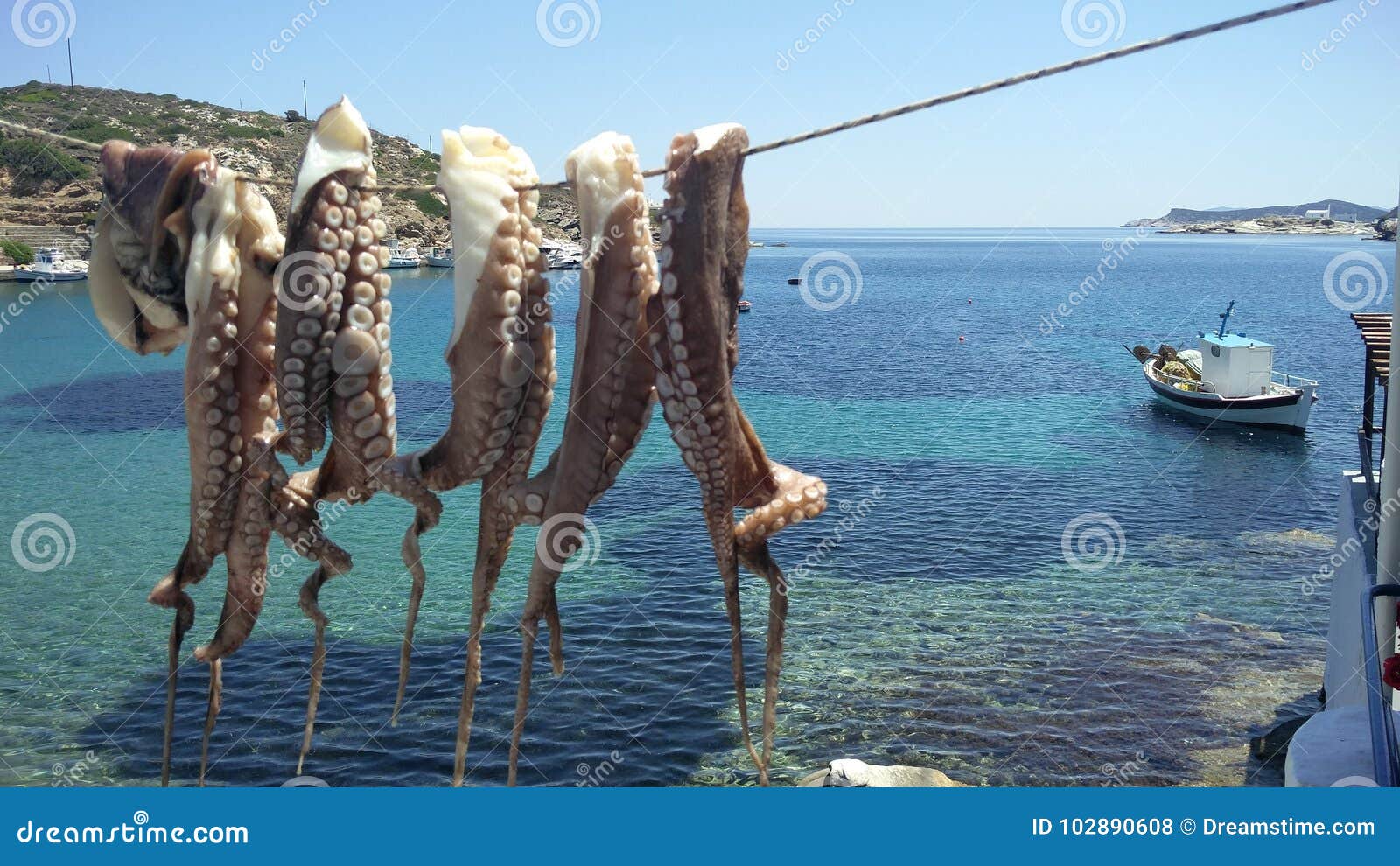 Octopus in the sun stock photo. Image of blue, summer - 102890608