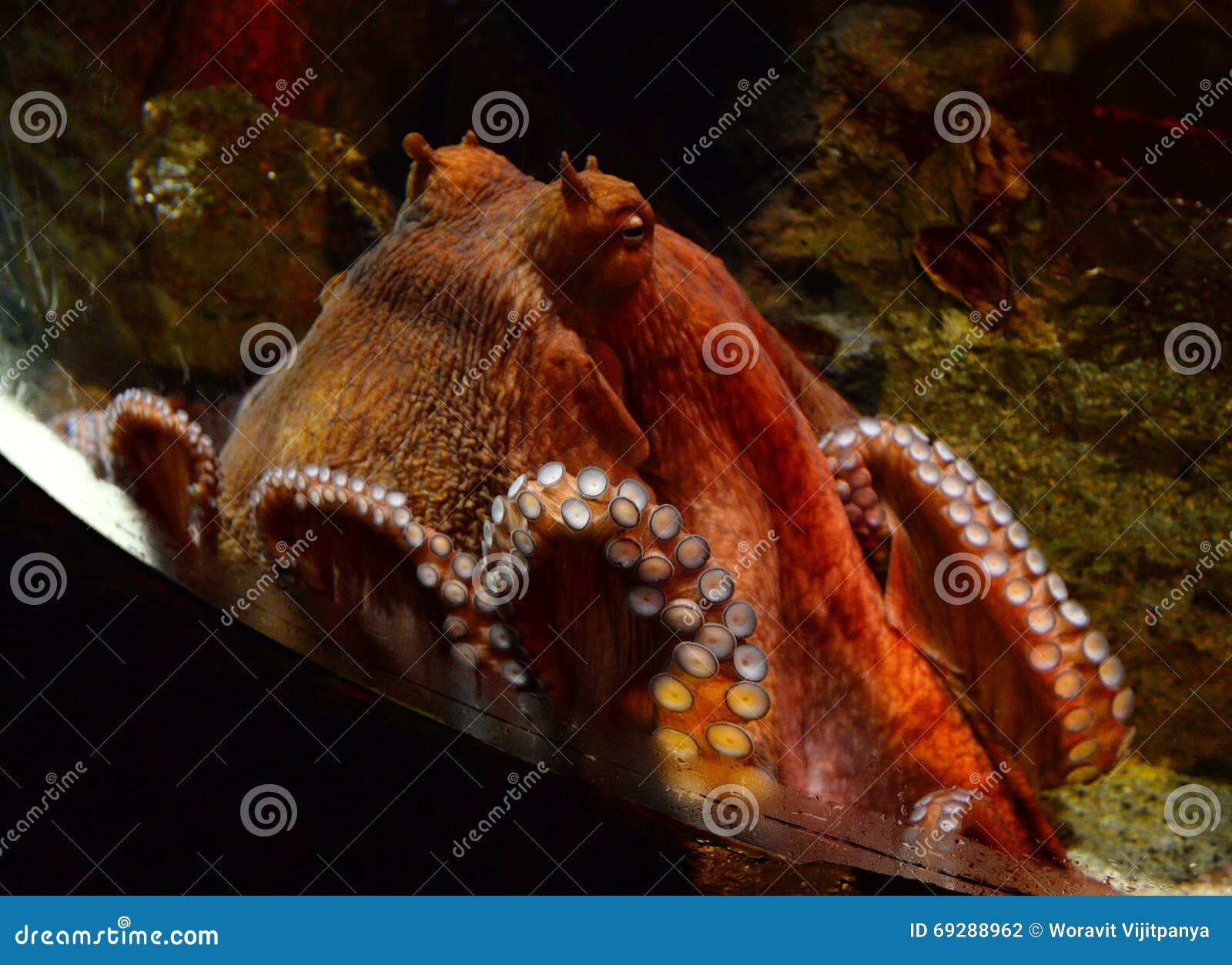 Octopus stock photo. Image of diving, malta, marine, octopus - 69288962