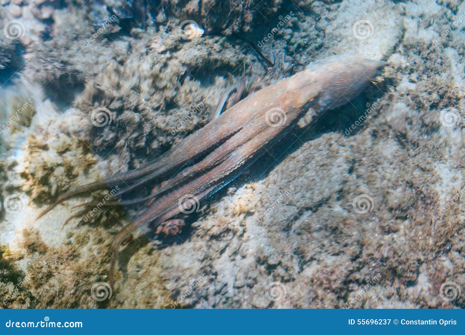 Octopus swimming stock image. Image of arms, color, underwater - 55696237