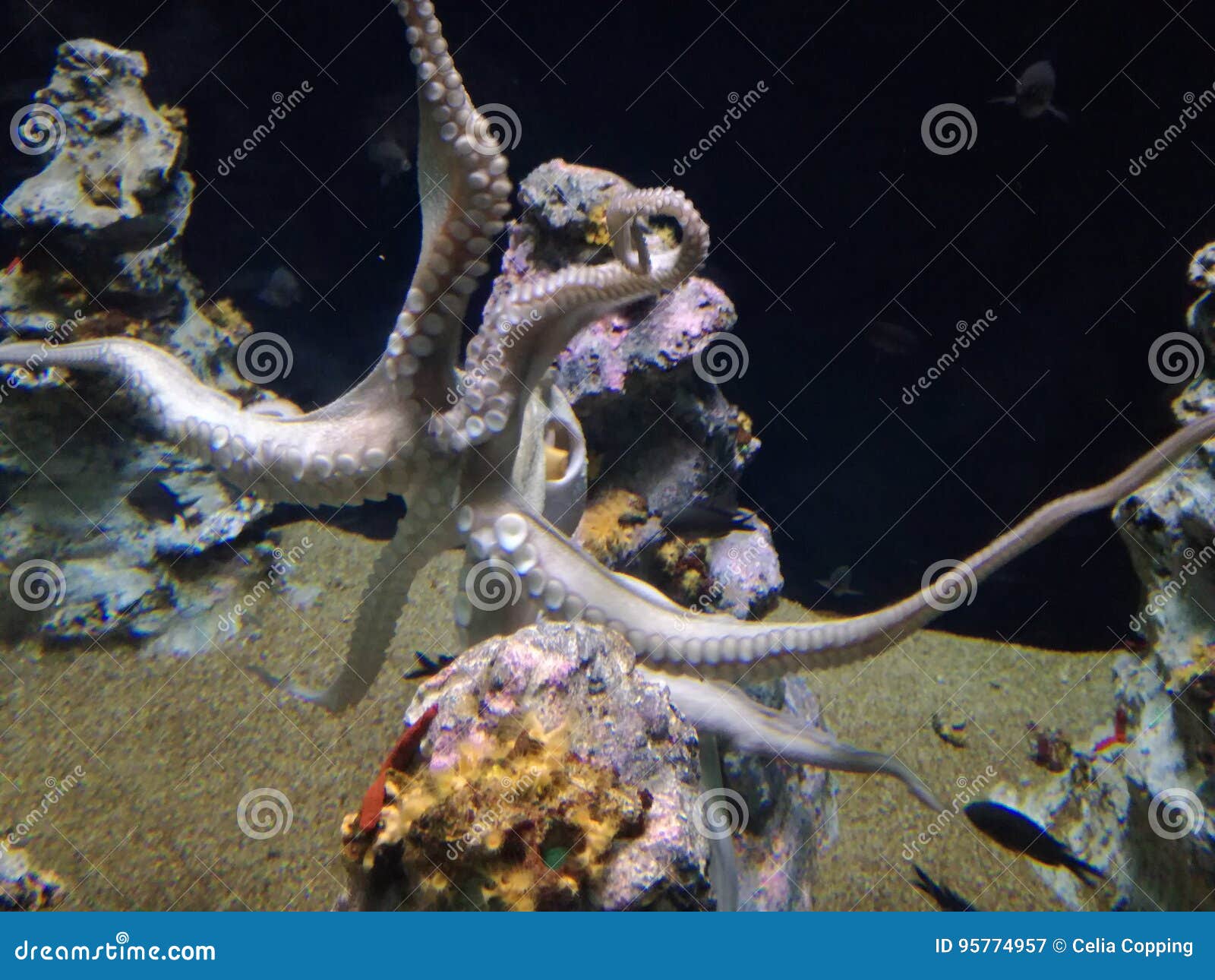 Octopus in tank stock image. Image of aquarium, octopus - 95774957