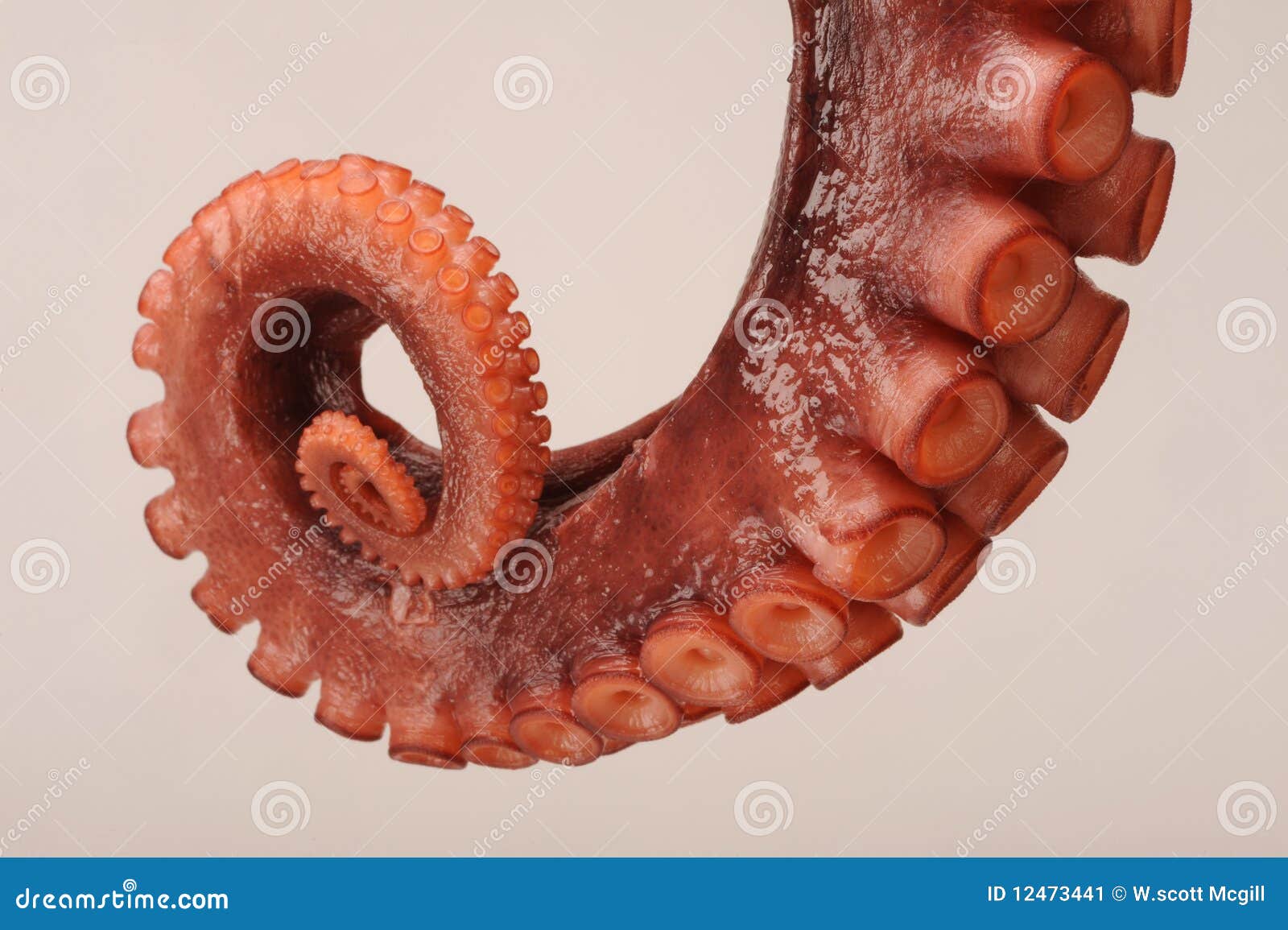Octopus Eye Royalty-Free Stock Photography | CartoonDealer.com #350873