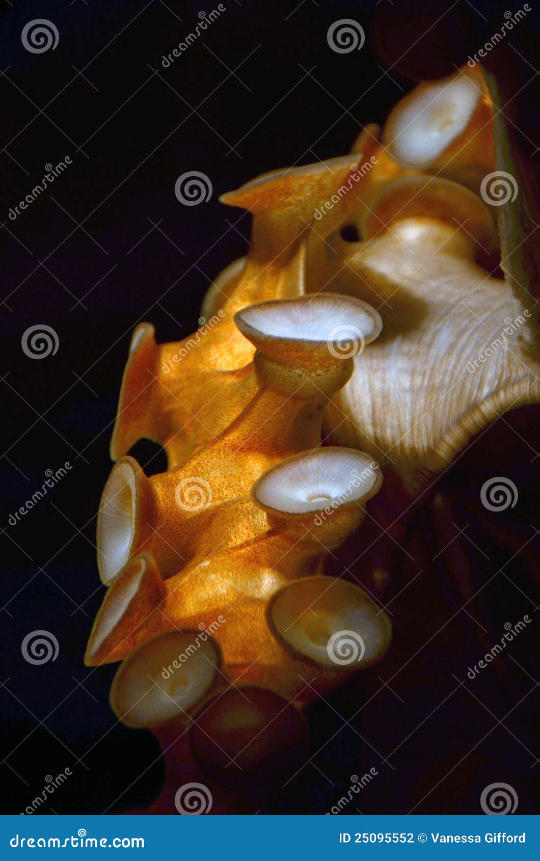 Octopus Tentacle stock photo. Image of octopoda, calamari - 25095552