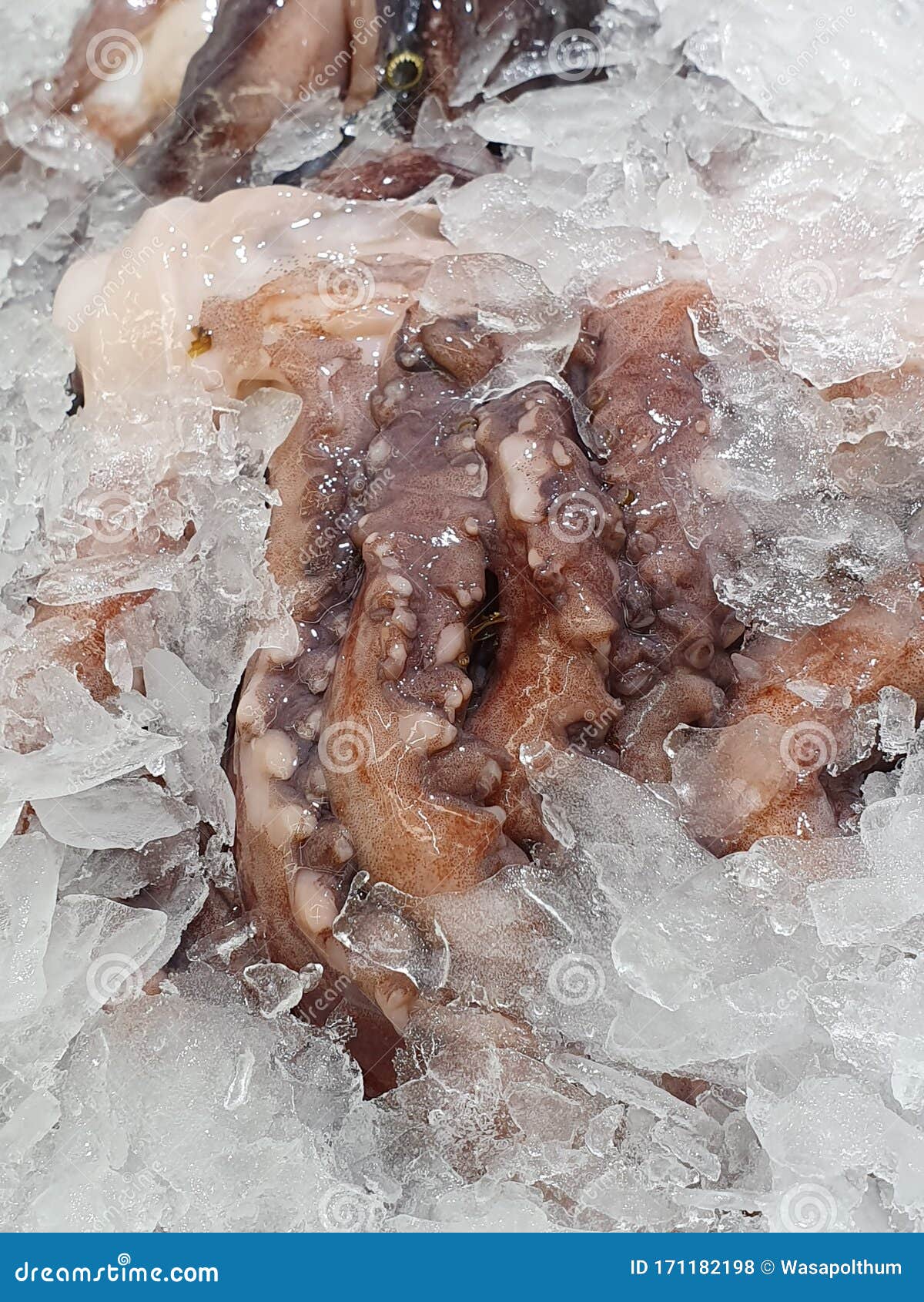 Octopus Tentacle on Cold Ice Stock Photo - Image of tentacle, nature ...