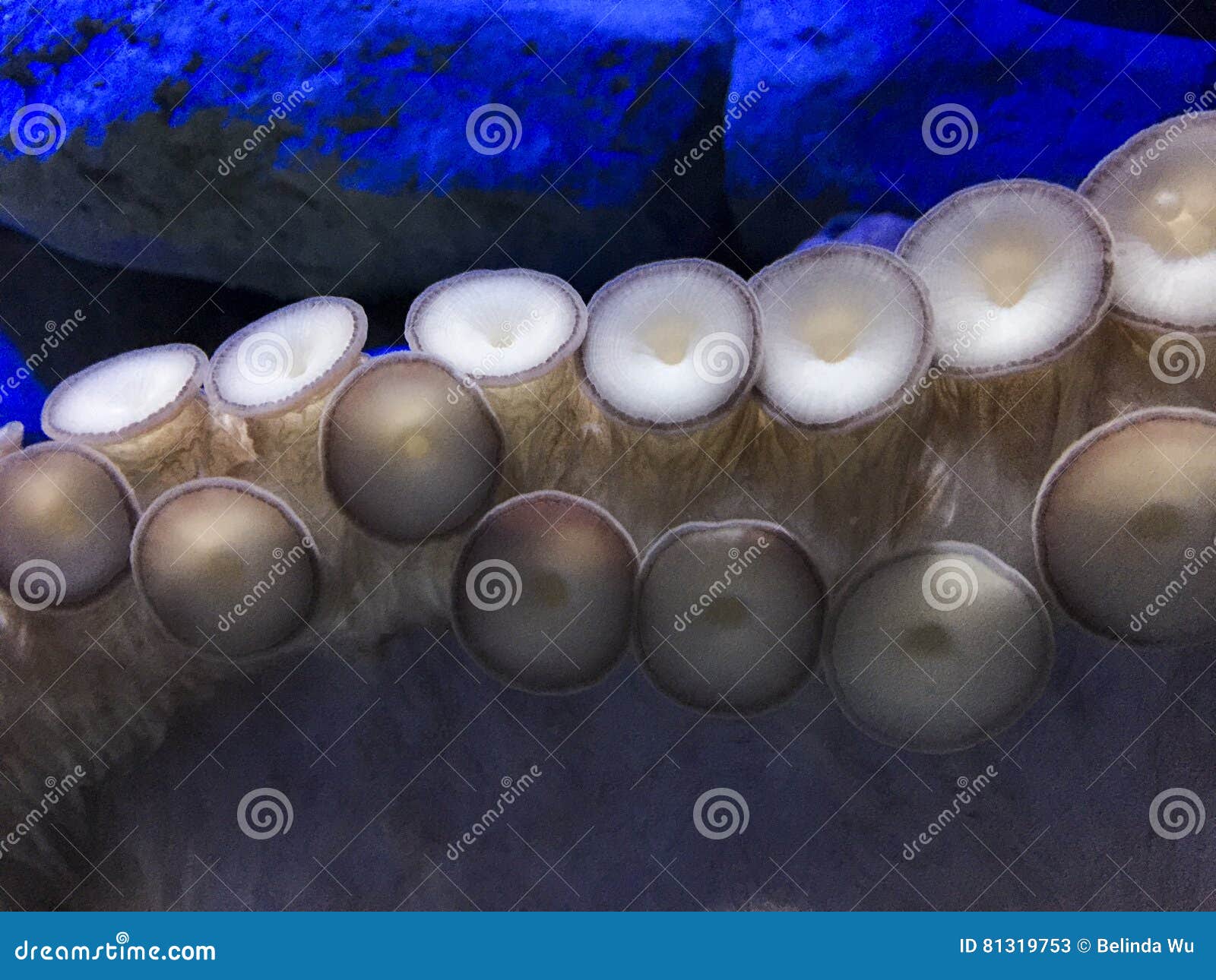 Octopus tentacle stock image. Image of live, aquarium - 81319753