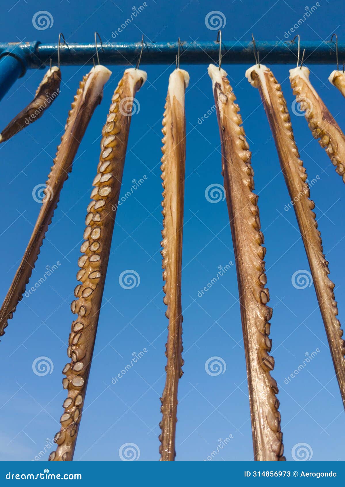 Octopus Tentacles Dried in the Sun Stock Image - Image of sunshine ...
