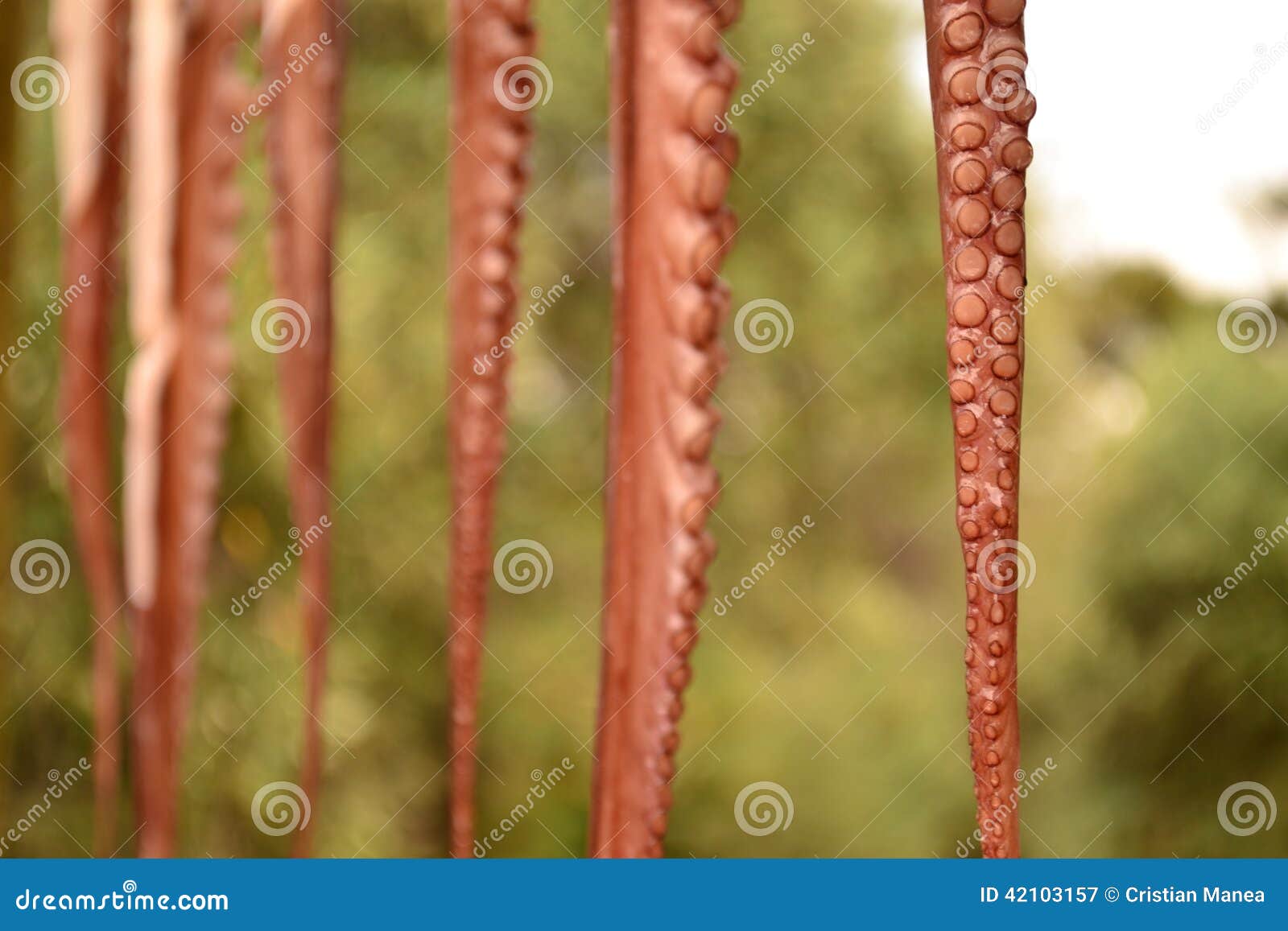 Octopus Tentacles Drying in the Sun Stock Image - Image of healthy ...