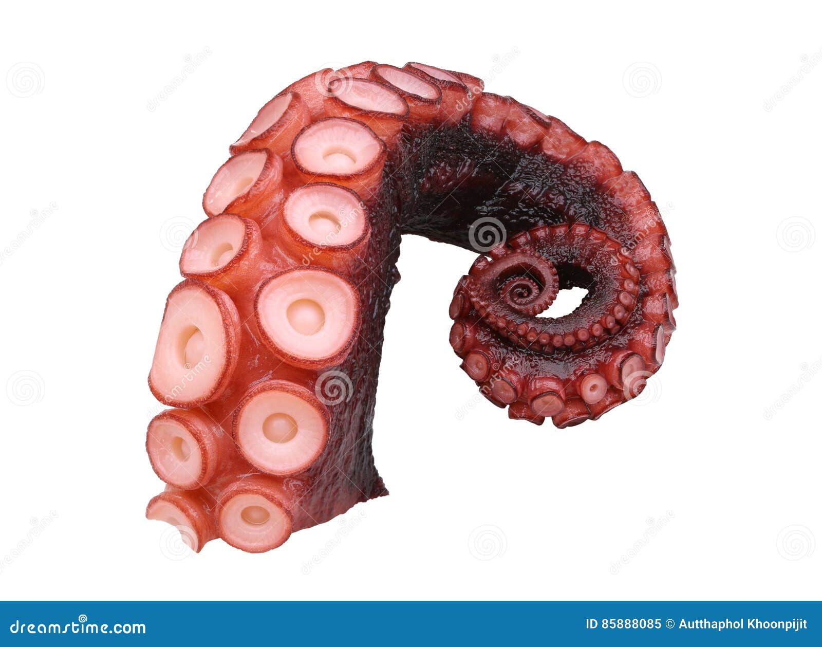 103 Octopus Mustache Stock Photos - Free & Royalty-Free Stock Photos ...