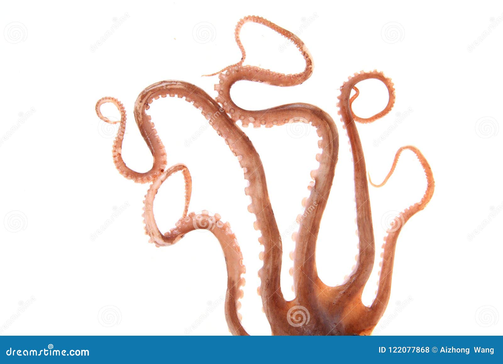 Octopus tentacles stock photo. Image of meat, feeler - 122077868