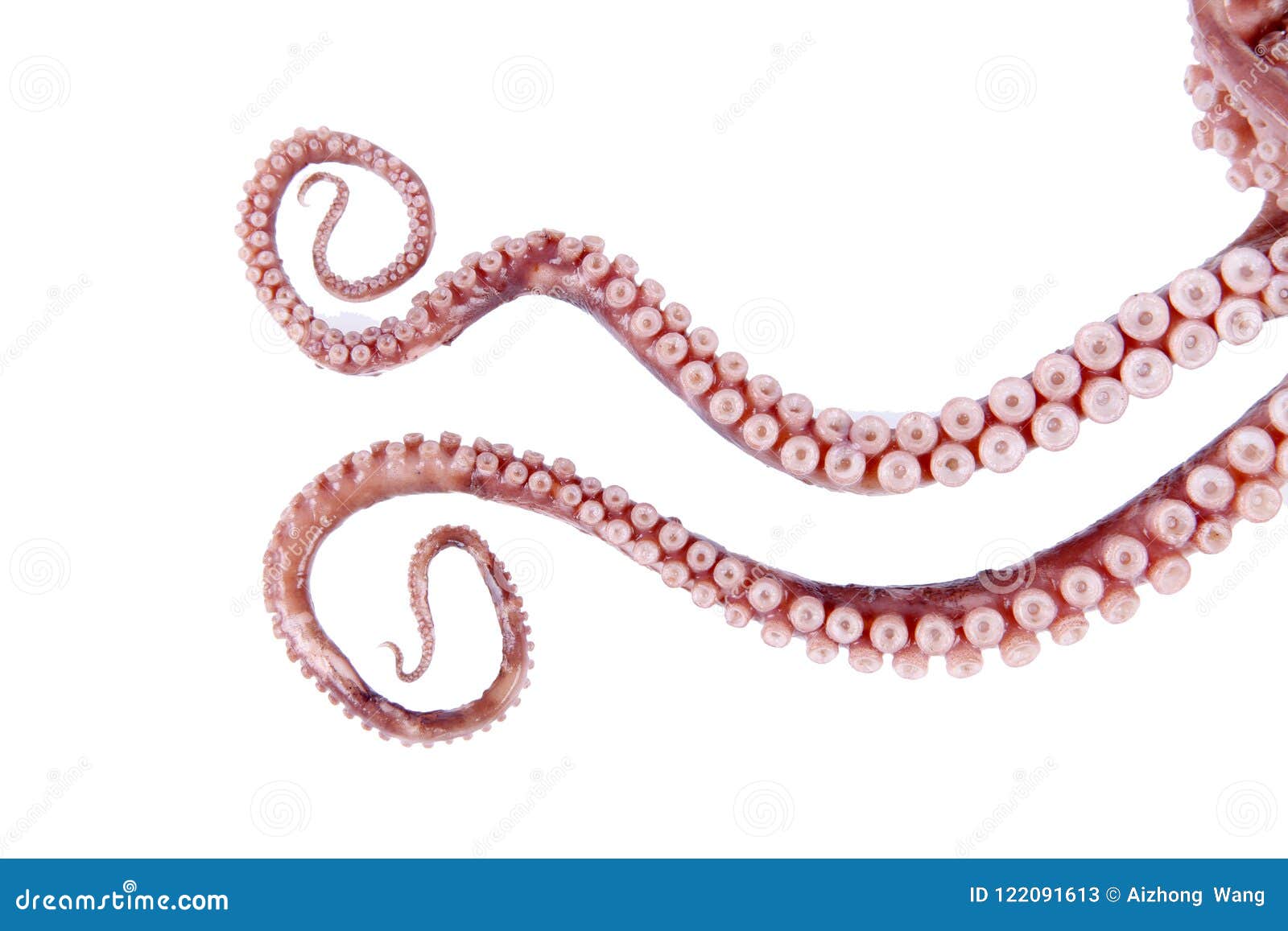 Tentacles Of Octopus Royalty-Free Stock Photography | CartoonDealer.com ...