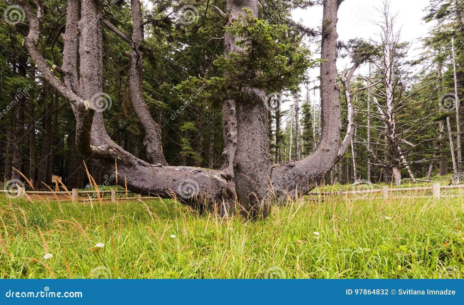Octopus Tree in Cape Meares State Park, or. Stock Photo - Image of ...