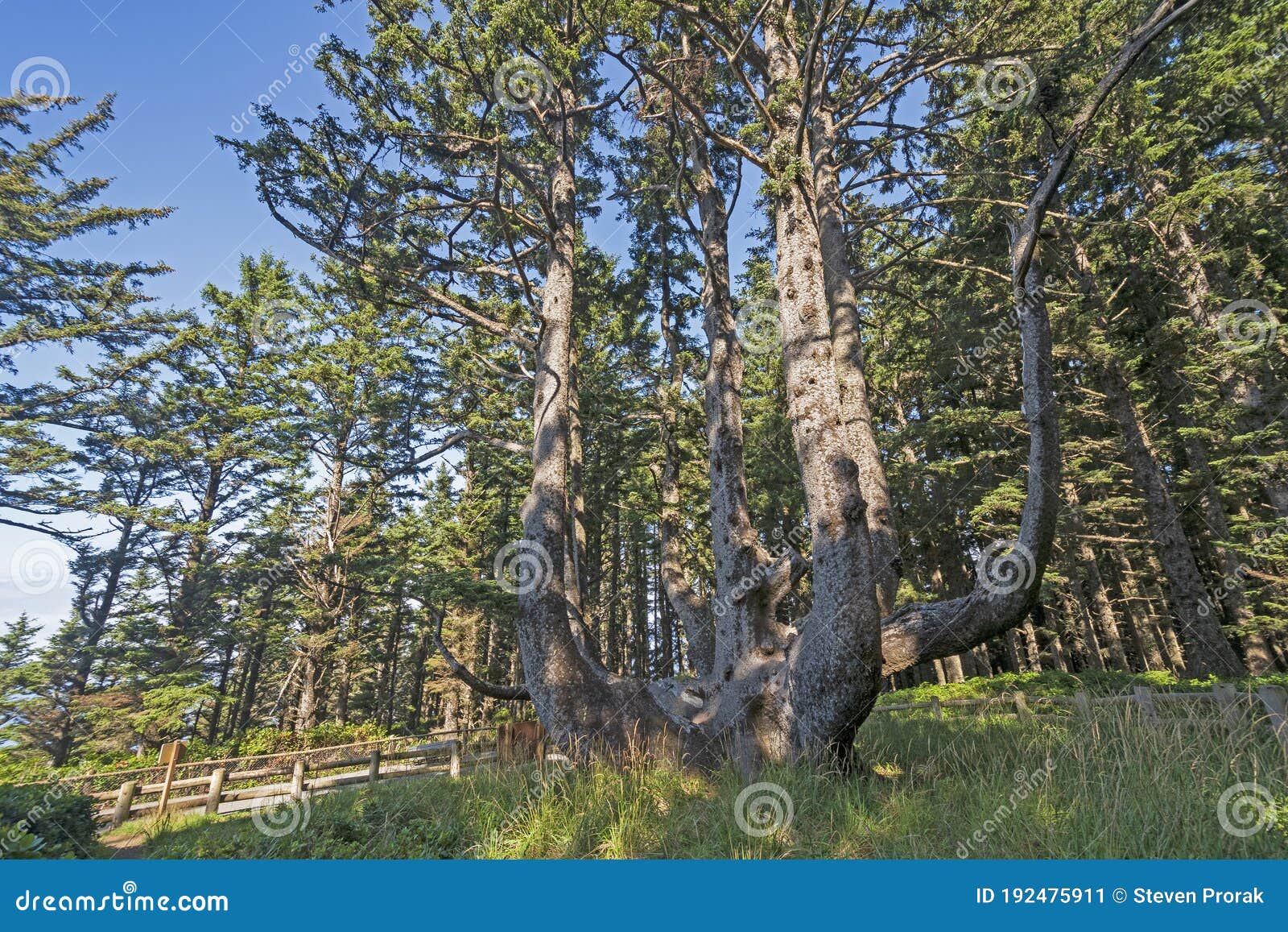 The Octopus Tree on the Coast Stock Image - Image of park, spruce ...