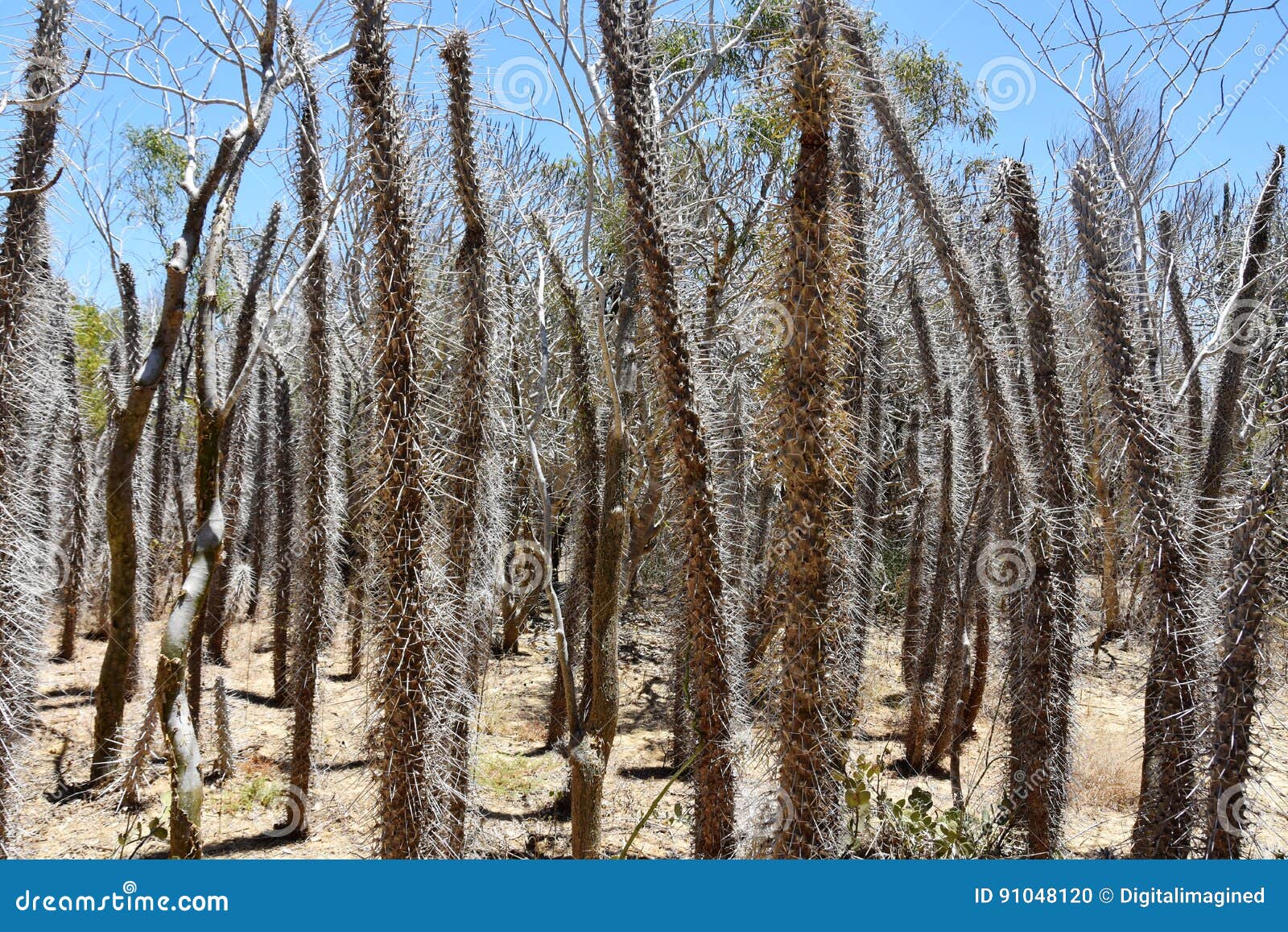 Octopus Tree With Multiple Trunks Royalty-Free Stock Photo ...