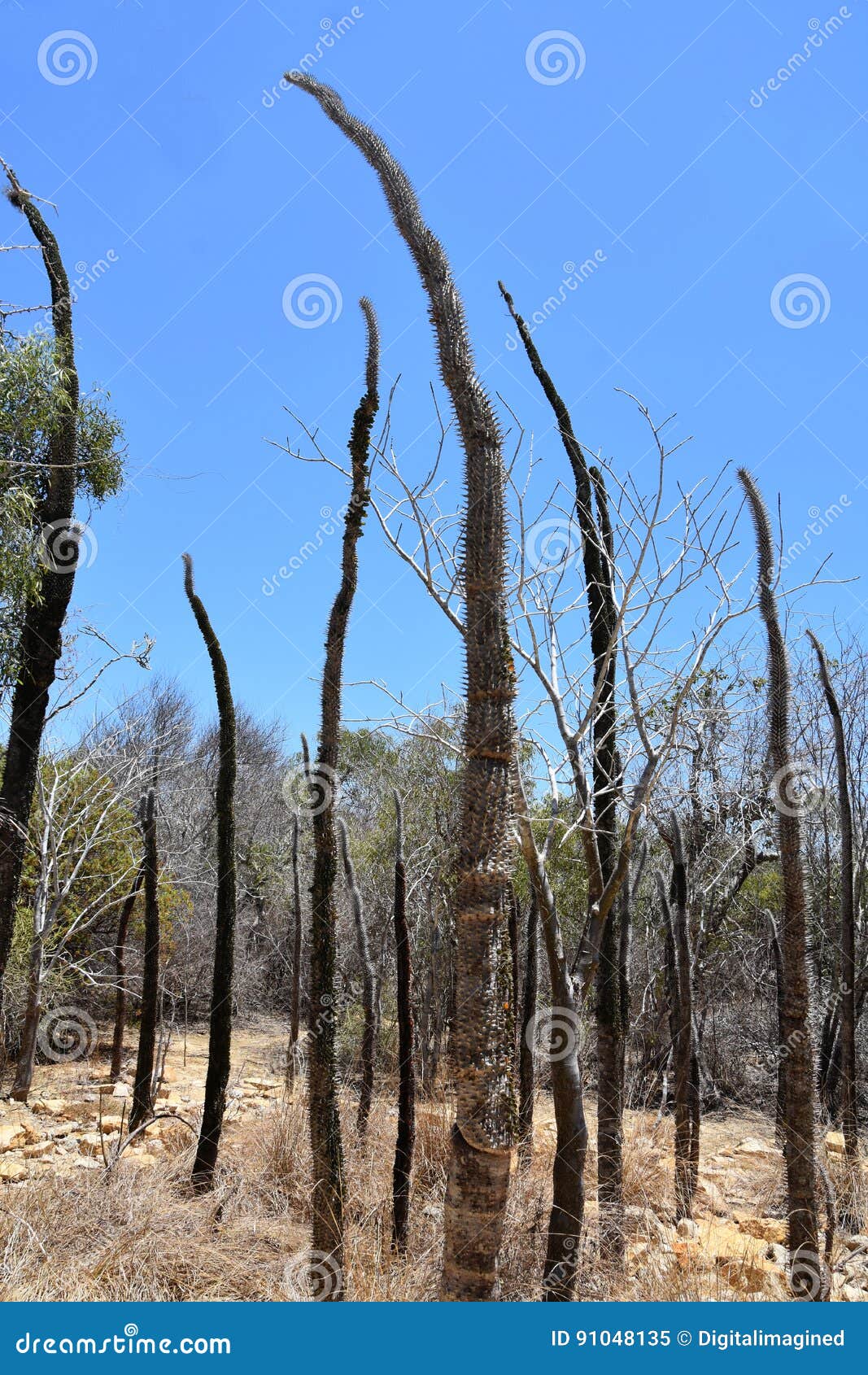 Octopus tree stock image. Image of round, flora, botany - 91048135