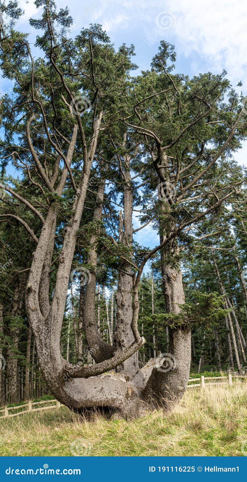 Octopus Tree With Multiple Trunks Royalty-Free Stock Photo ...